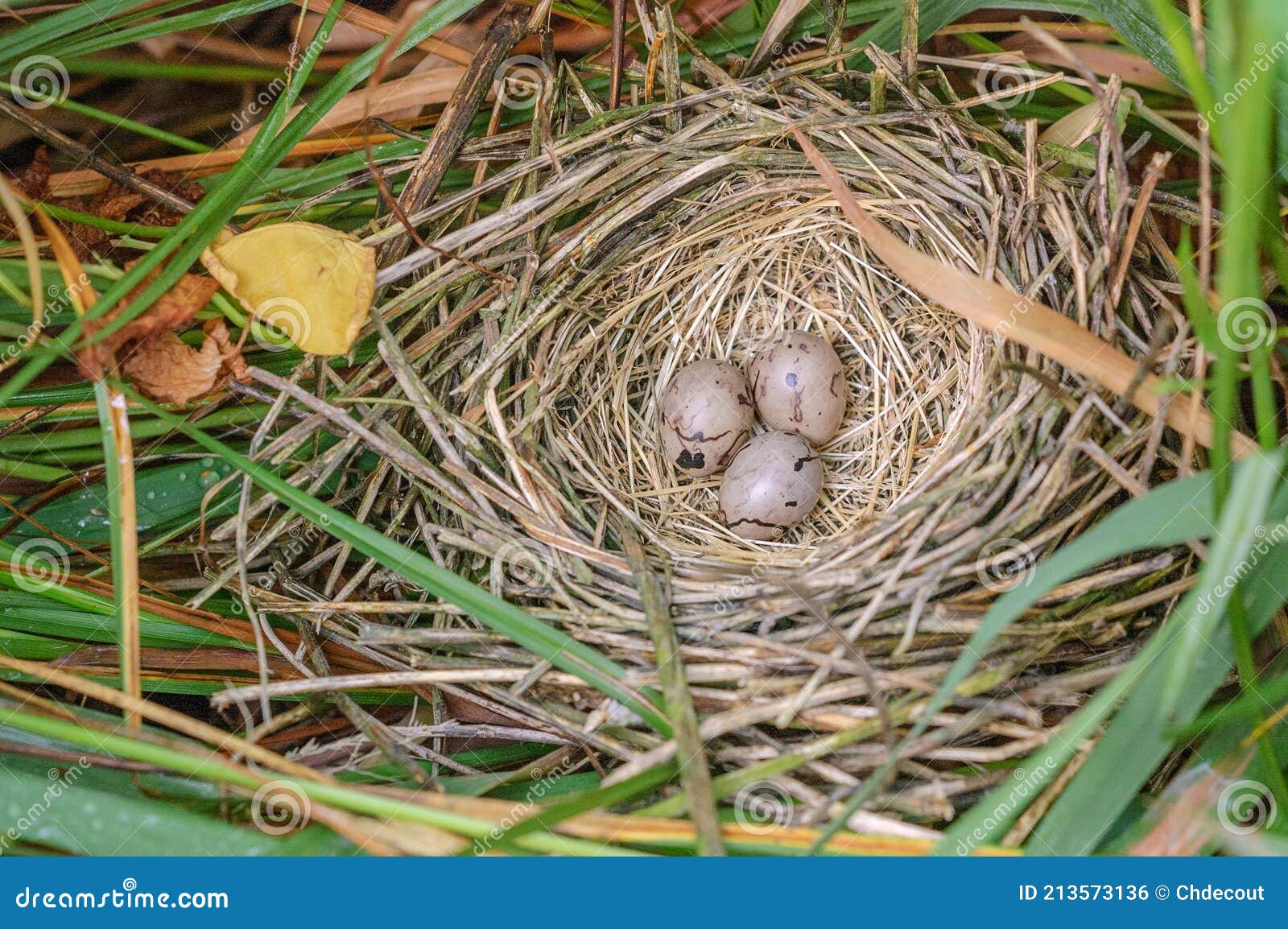 Reed Bunting Nest and Eggs Hidden in the Brush Stock Photo - Image of ...