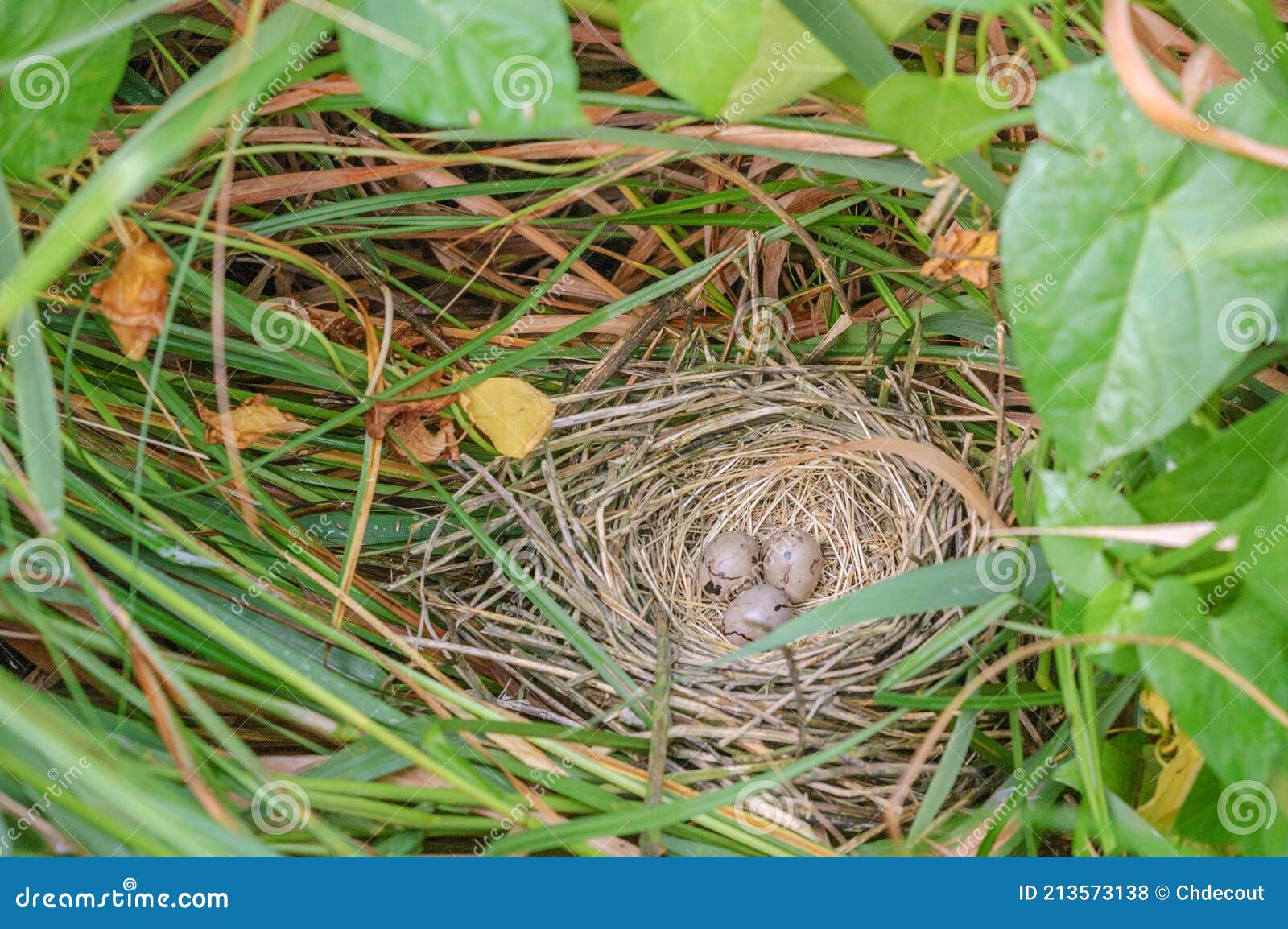 Reed Bunting Nest and Eggs Hidden in the Brush Stock Photo - Image of ...