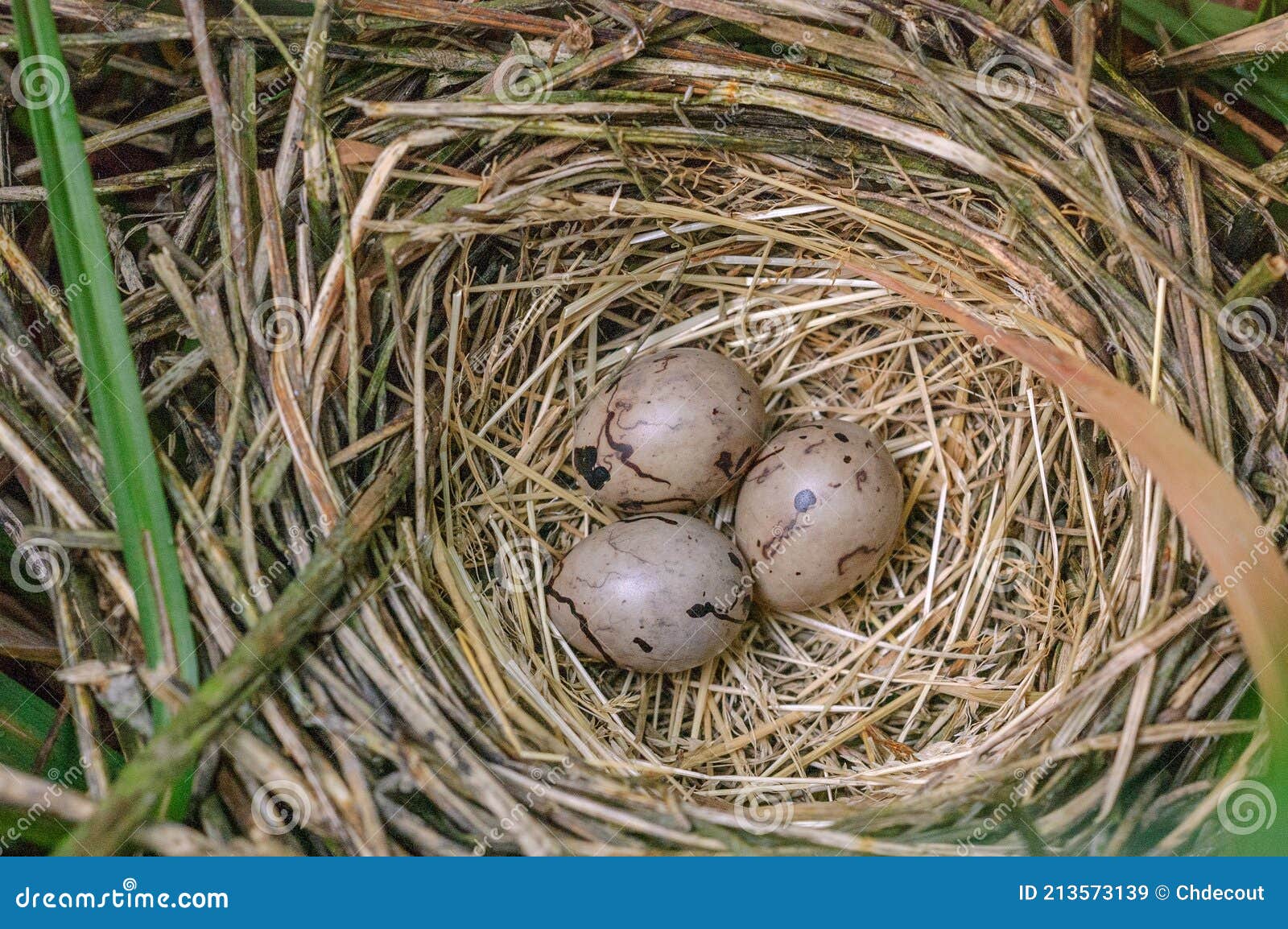 Reed Bunting Nest and Eggs Hidden in the Brush Stock Image - Image of ...