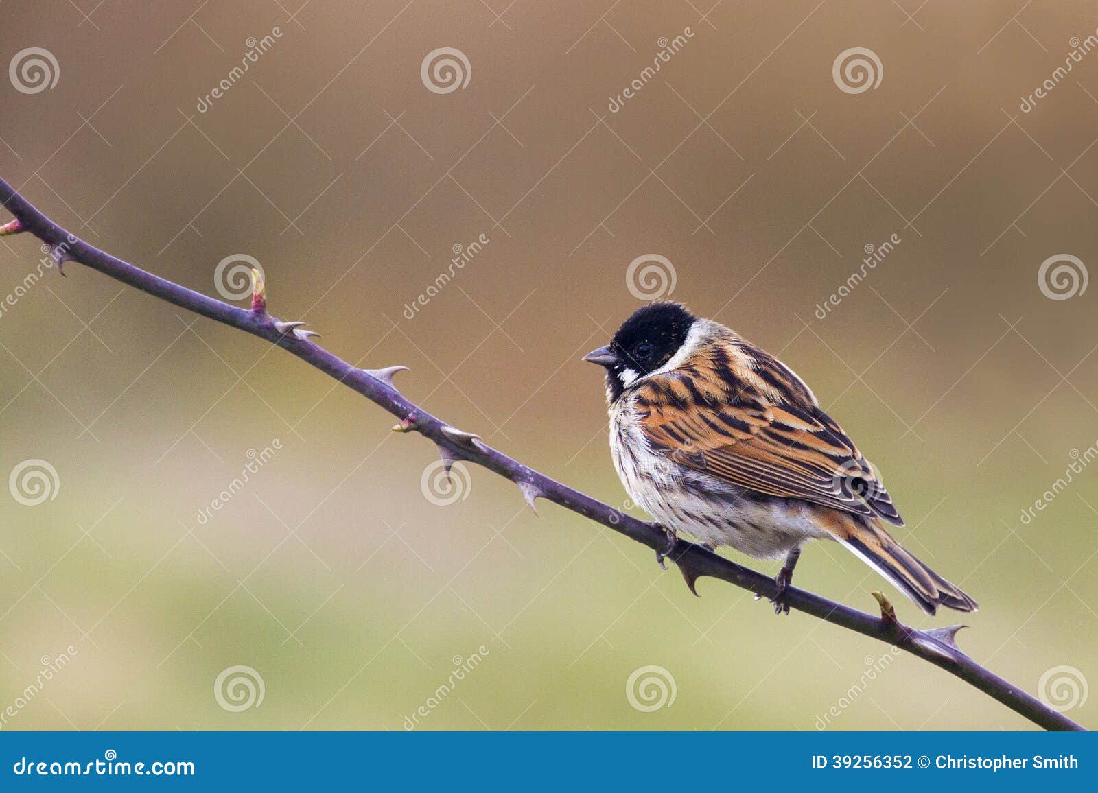 Reed Bunting stock photo. Image of europe, animal, cute - 39256352