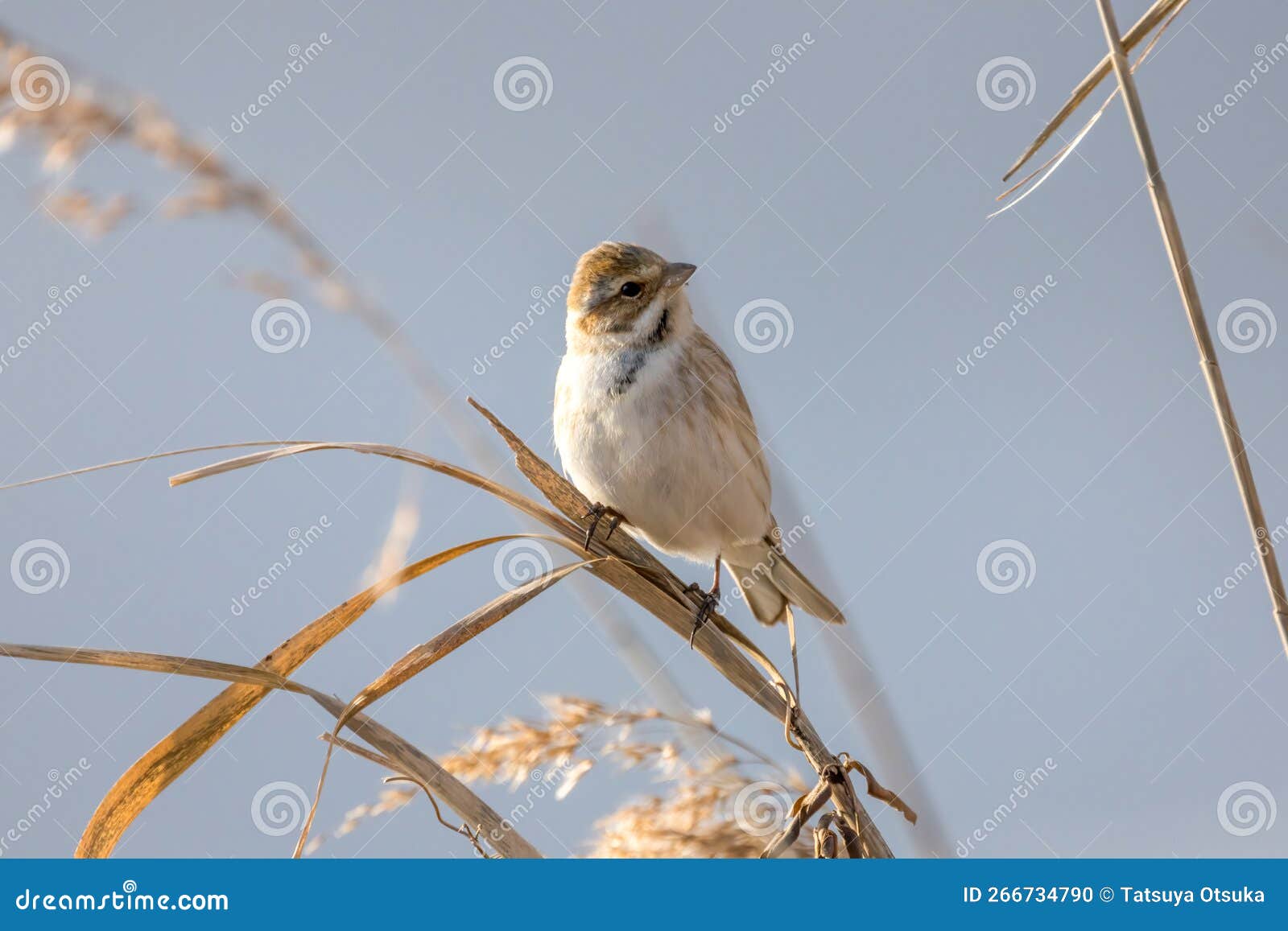A Reed Bunting on a Reed Stem. Stock Photo - Image of wild, animal ...