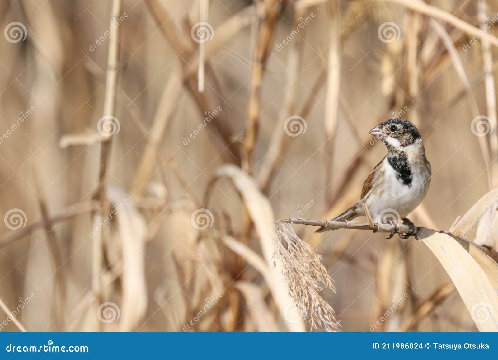 A Reed Bunting in the Reed Stem Stock Photo - Image of nature, wild ...