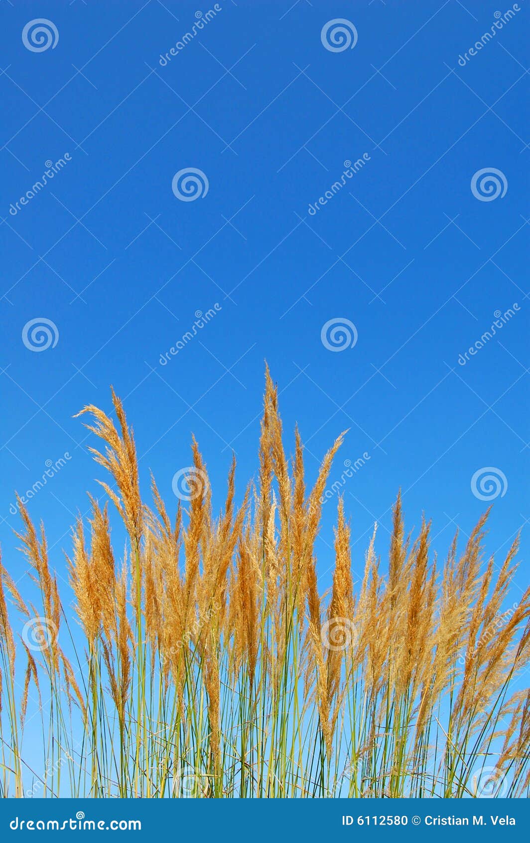 Reed bush stock photo. Image of early, fluffy, concept - 6112580