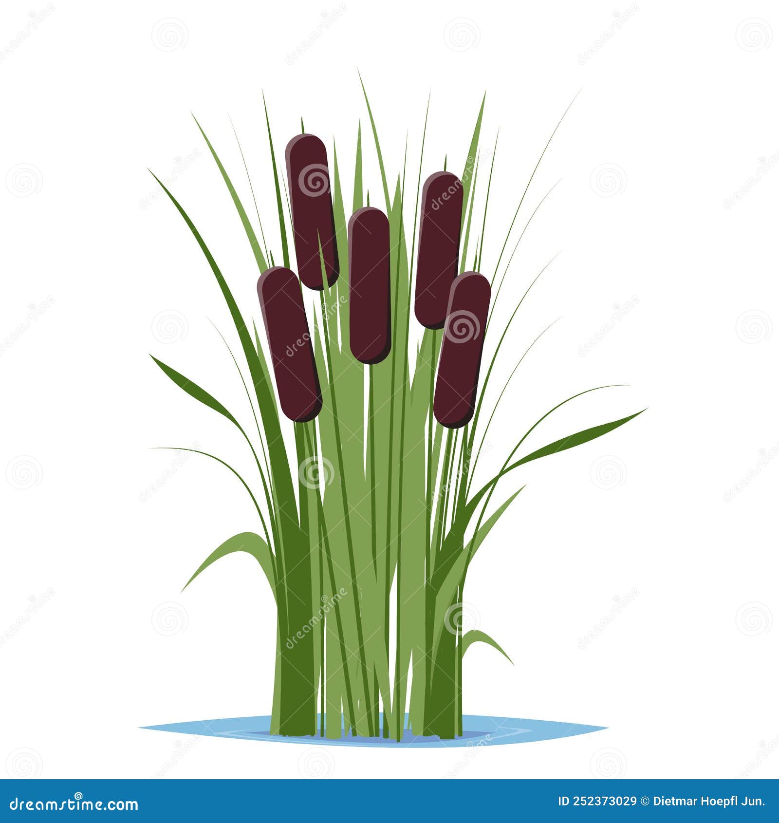 Cartoon Illustration of Reed in Water Stock Vector - Illustration of ...