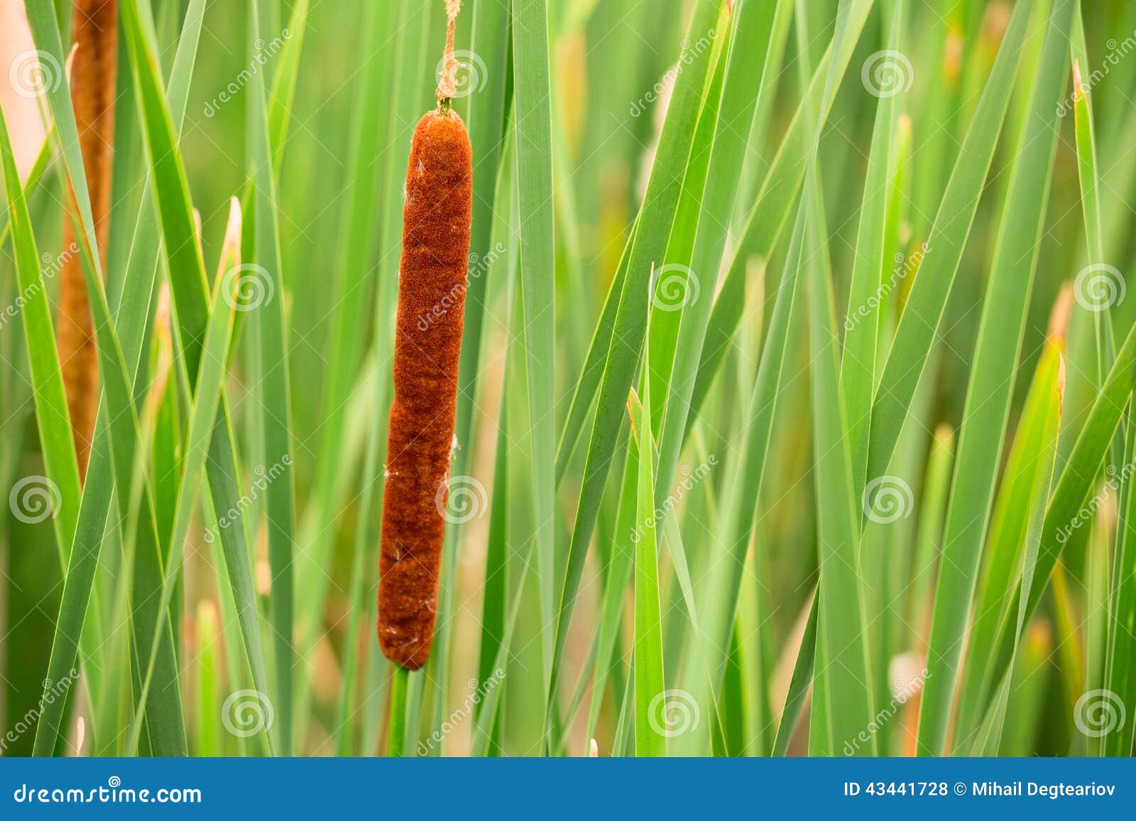 Reed and Cattails stock photo. Image of beautiful, cane - 43441728