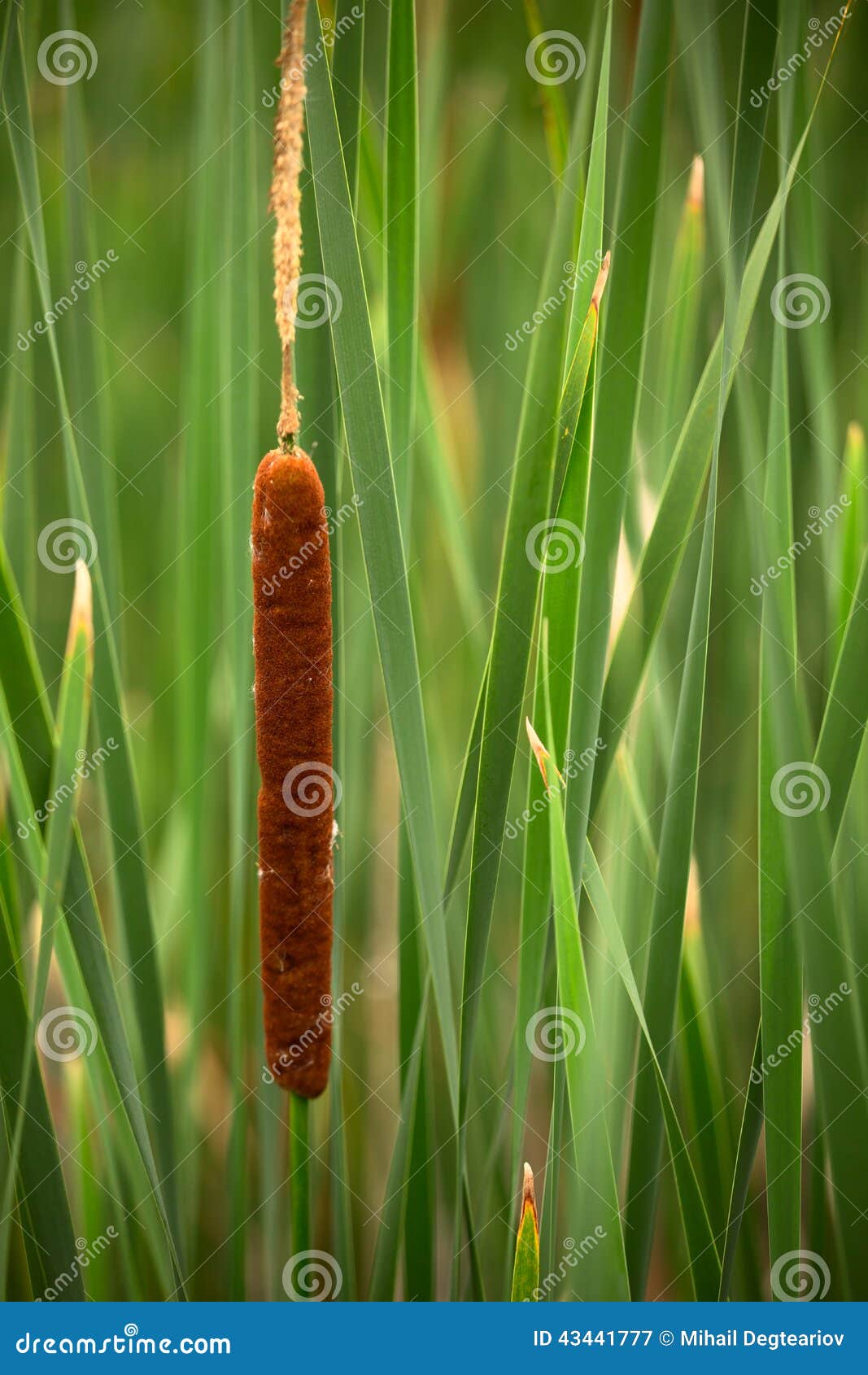 Reed and Cattails stock image. Image of outdoor, park - 43441777