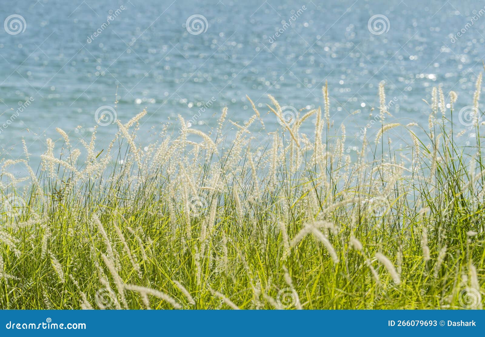 Reed with Clear Blue Sea and Sky on the Background Stock Image - Image ...