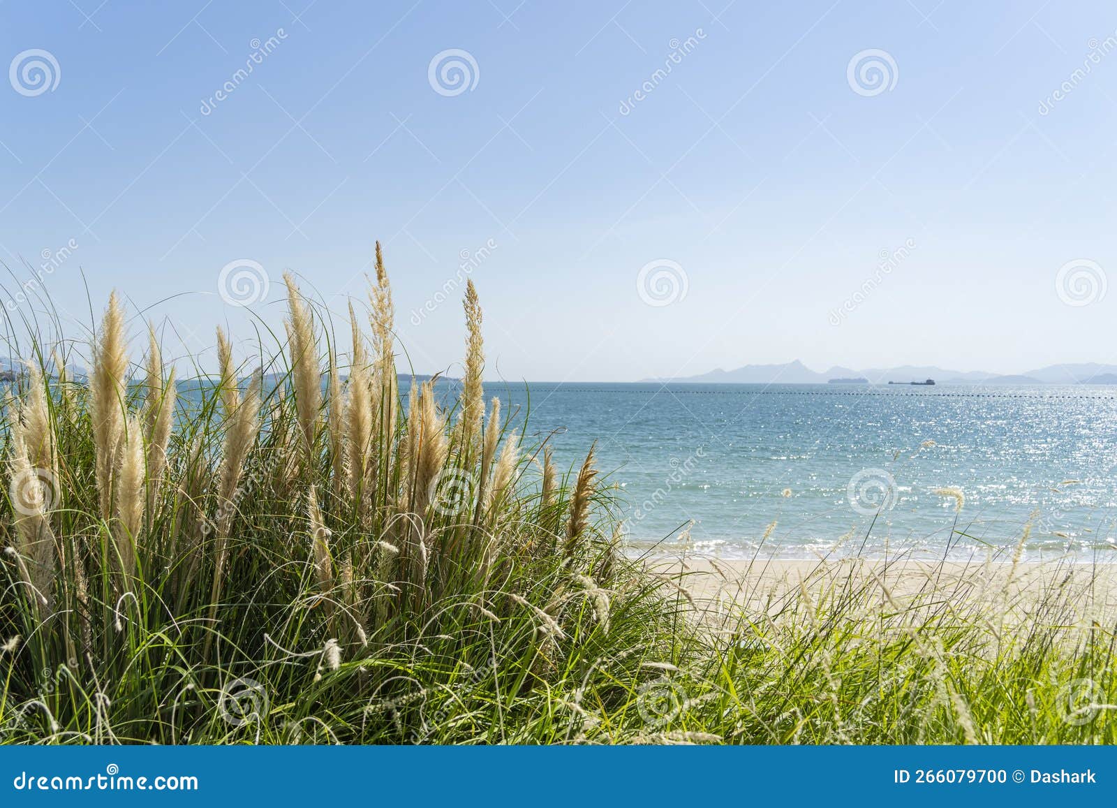 Reed with Clear Blue Sea and Sky on the Background Stock Photo - Image ...