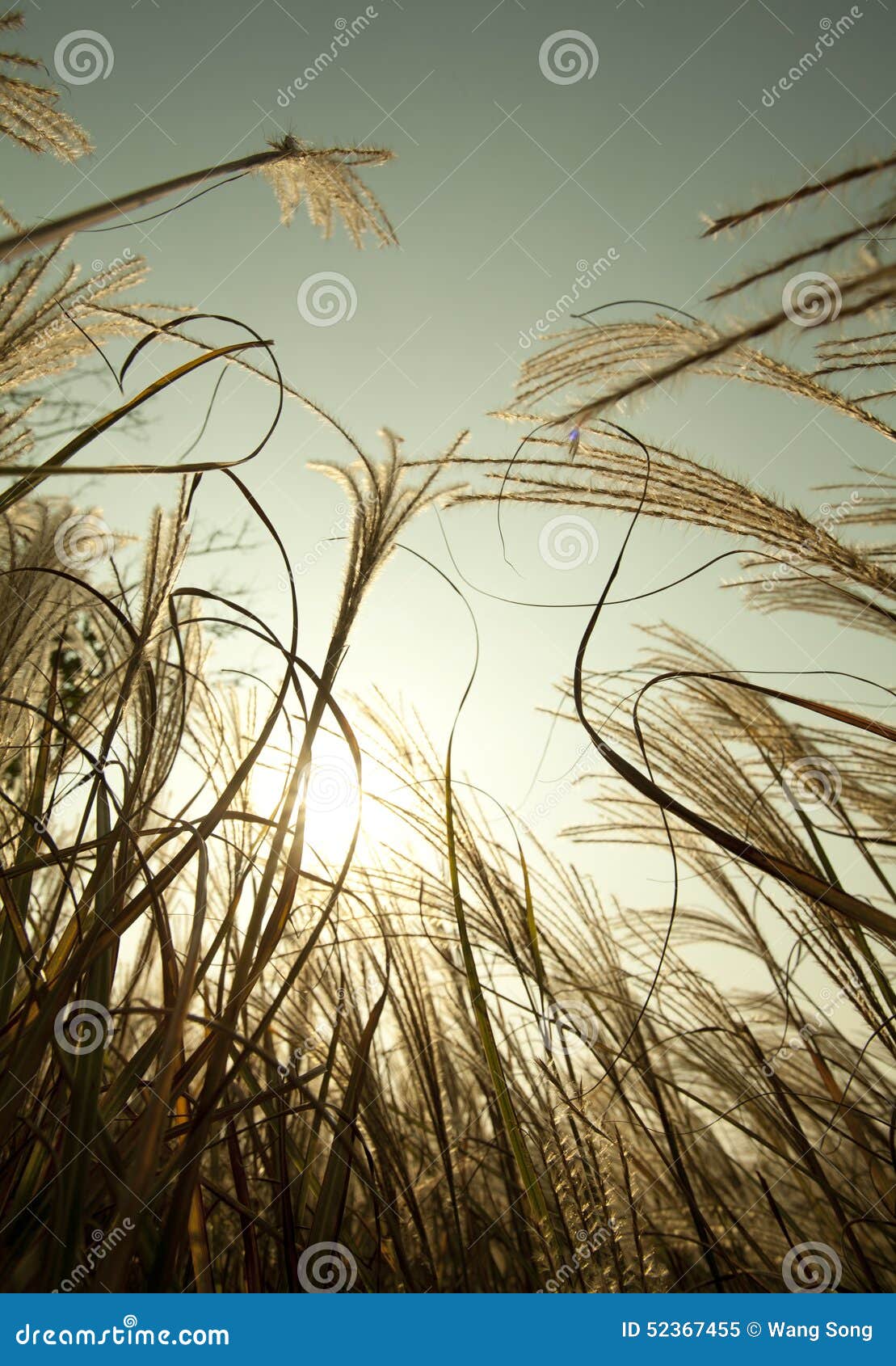 Reed stock image. Image of park, scenery, waterfront - 52367455