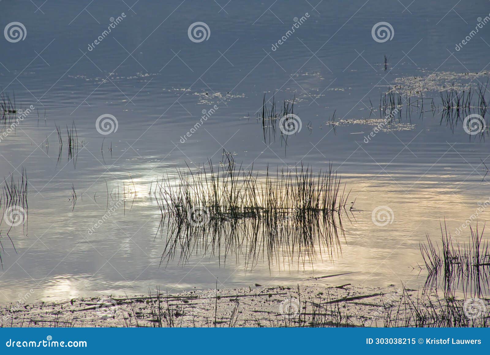 Reed and Clouds Reflecting in the Rippling Water of the Marsh Stock ...