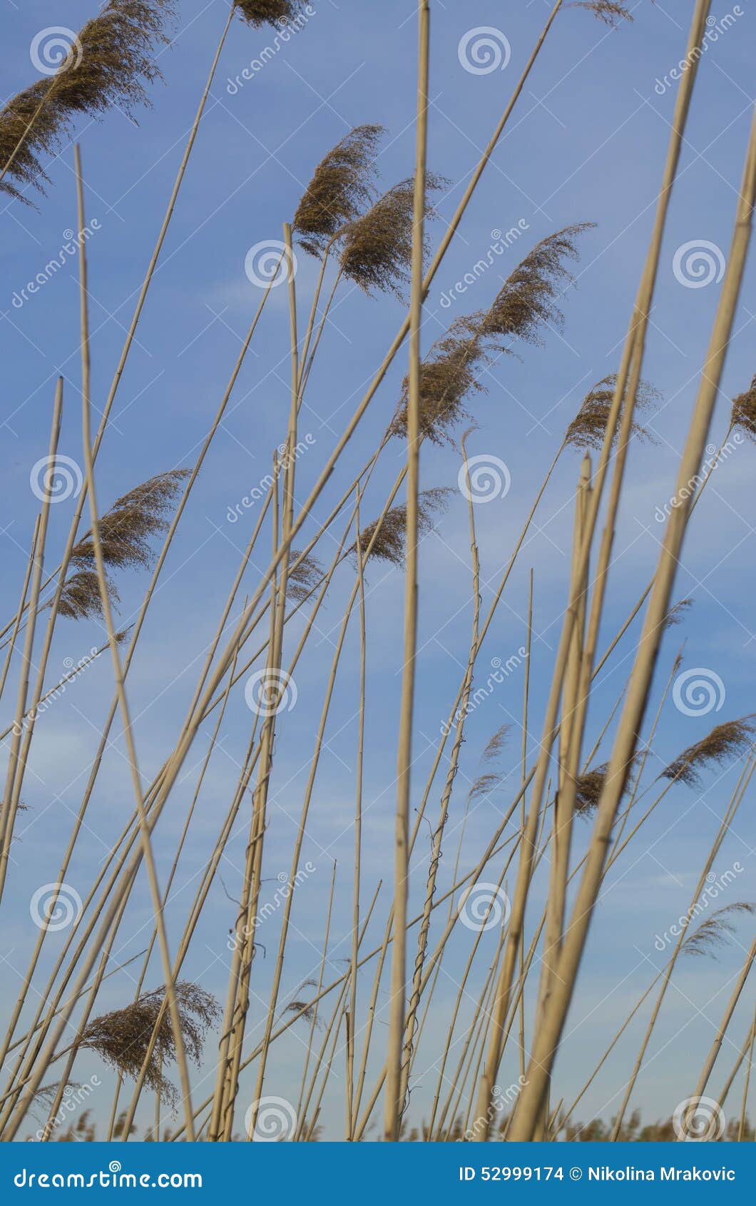 Reed stock photo. Image of spring, nature, reed, reeds - 52999174