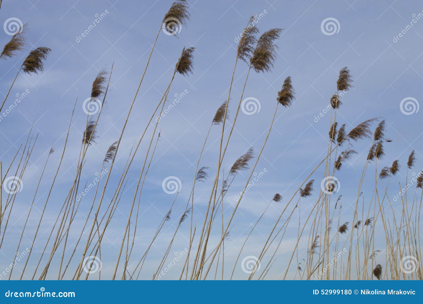 Reed stock photo. Image of name, natural, plants, common - 52999180