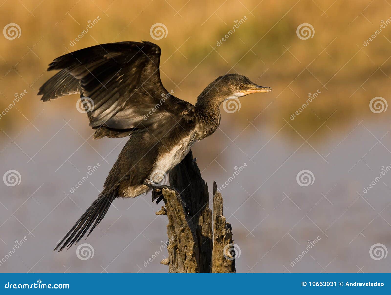 Reed comorant stock image. Image of safari, wild, common - 19663031