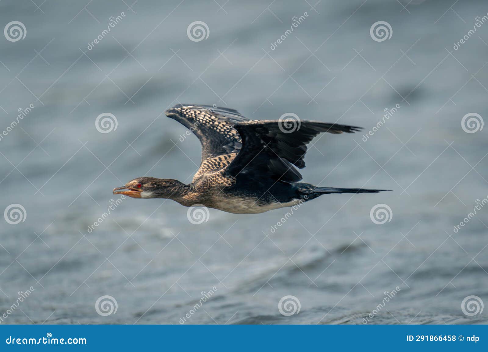 Reed Cormorant Flies Over Waves Lifting Wings Stock Photo - Image of ...