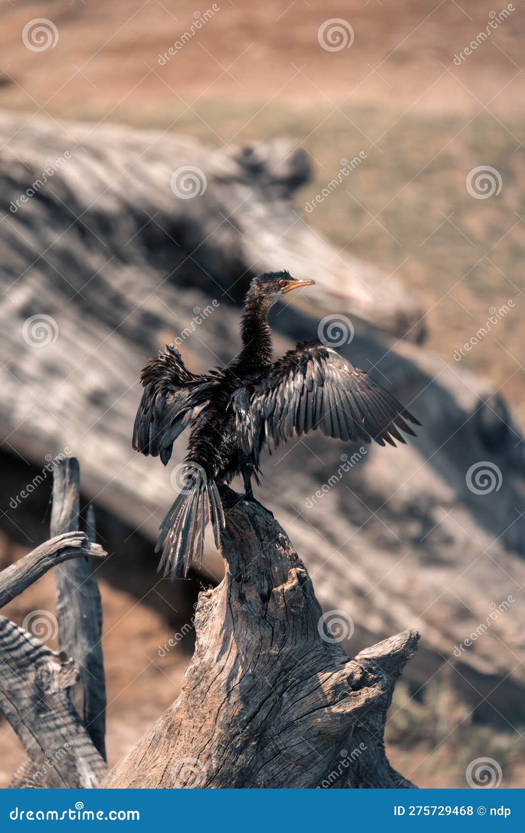 Reed Cormorant on Tree Stump Drying Wings Stock Photo - Image of safari ...