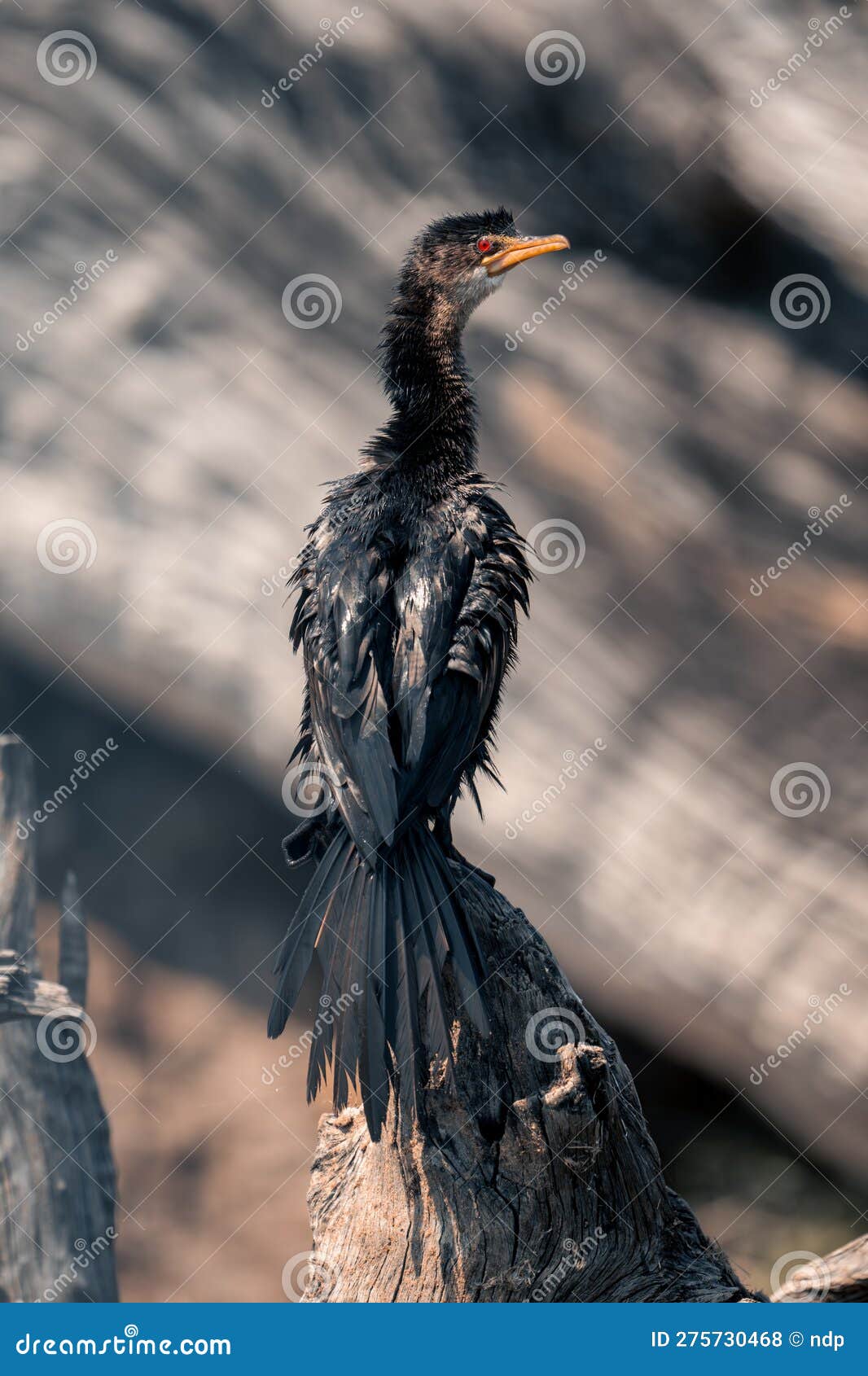 Reed Cormorant on Tree Stump Looking Back Stock Photo - Image of nature ...