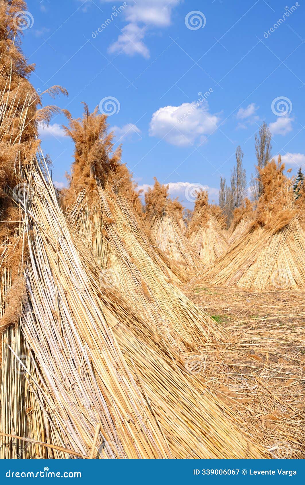 Reed stock image. Image of plant, nature, medicinal - 339006067