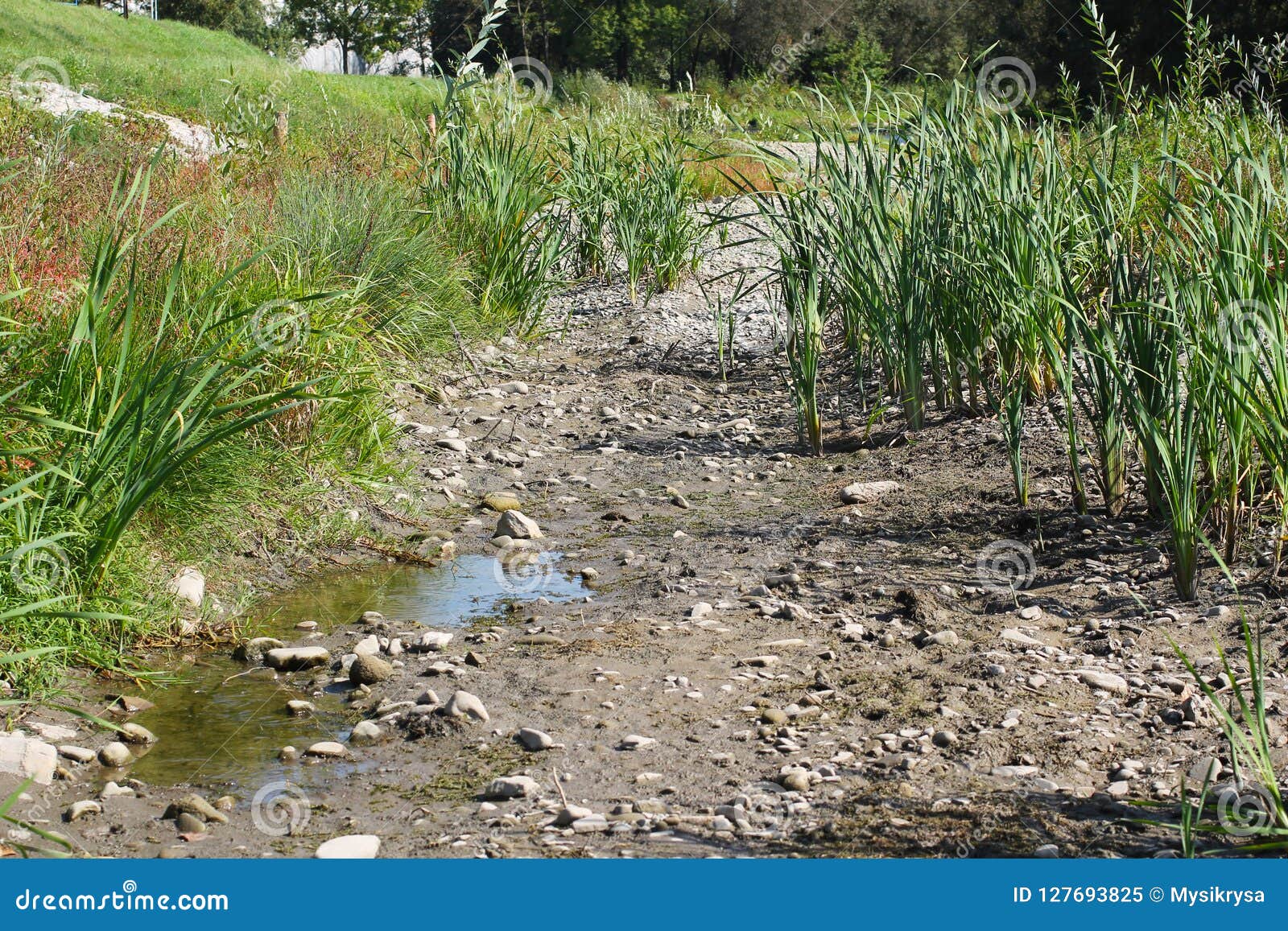 Reed in drying river stock image. Image of plash, drought - 127693825