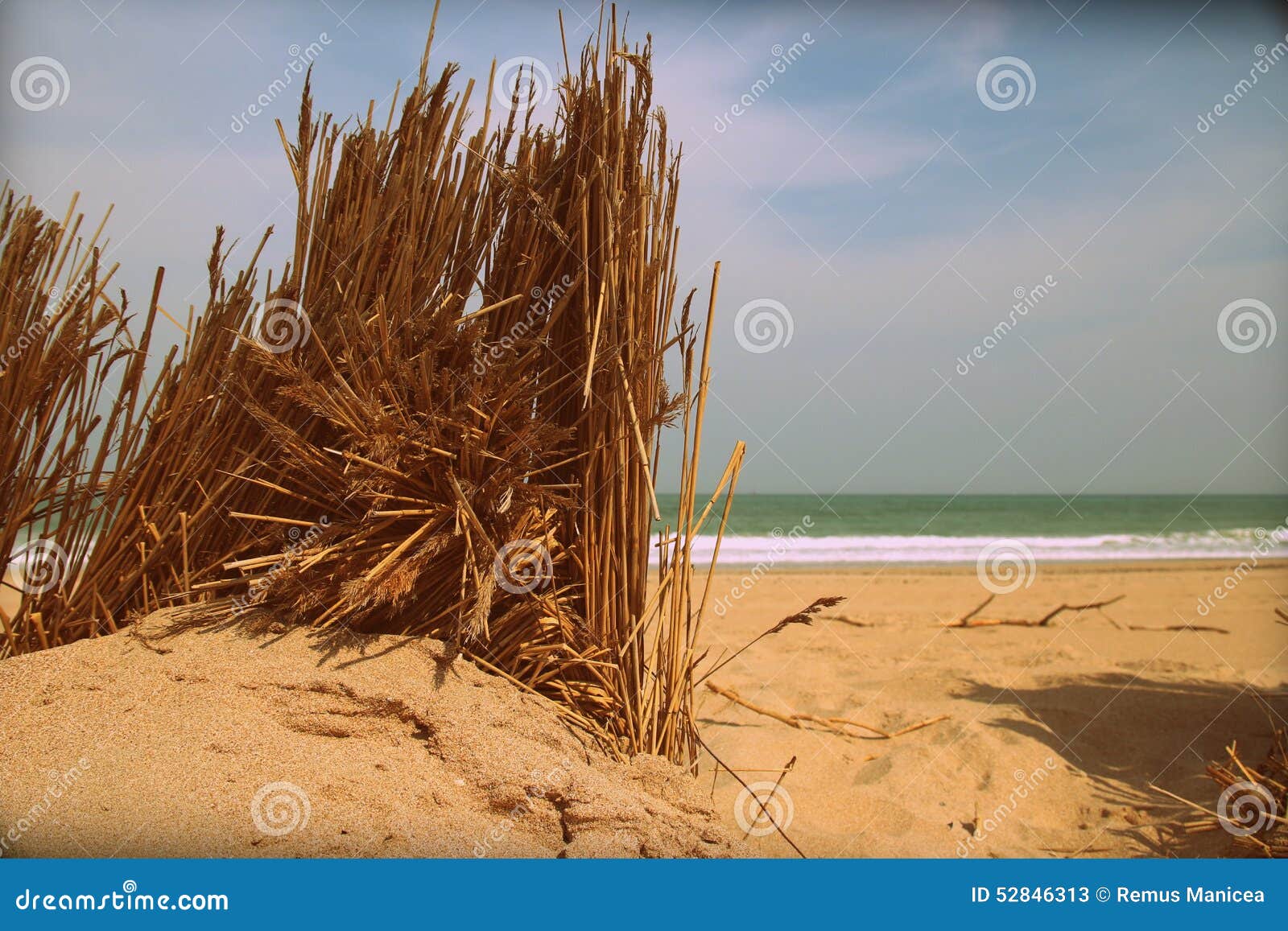 Reed on an Empty beach stock image. Image of empty, beach - 52846313