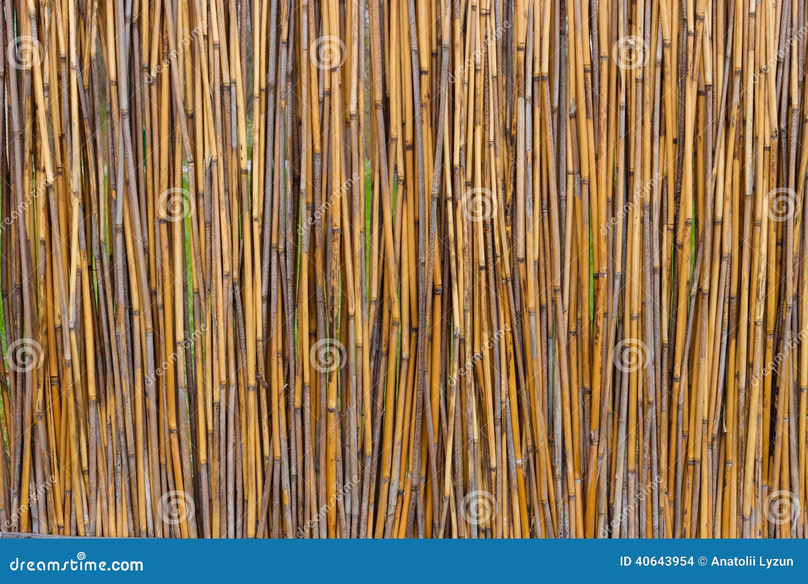 Reed Fence, Texture Stock Photography | CartoonDealer.com #40643954