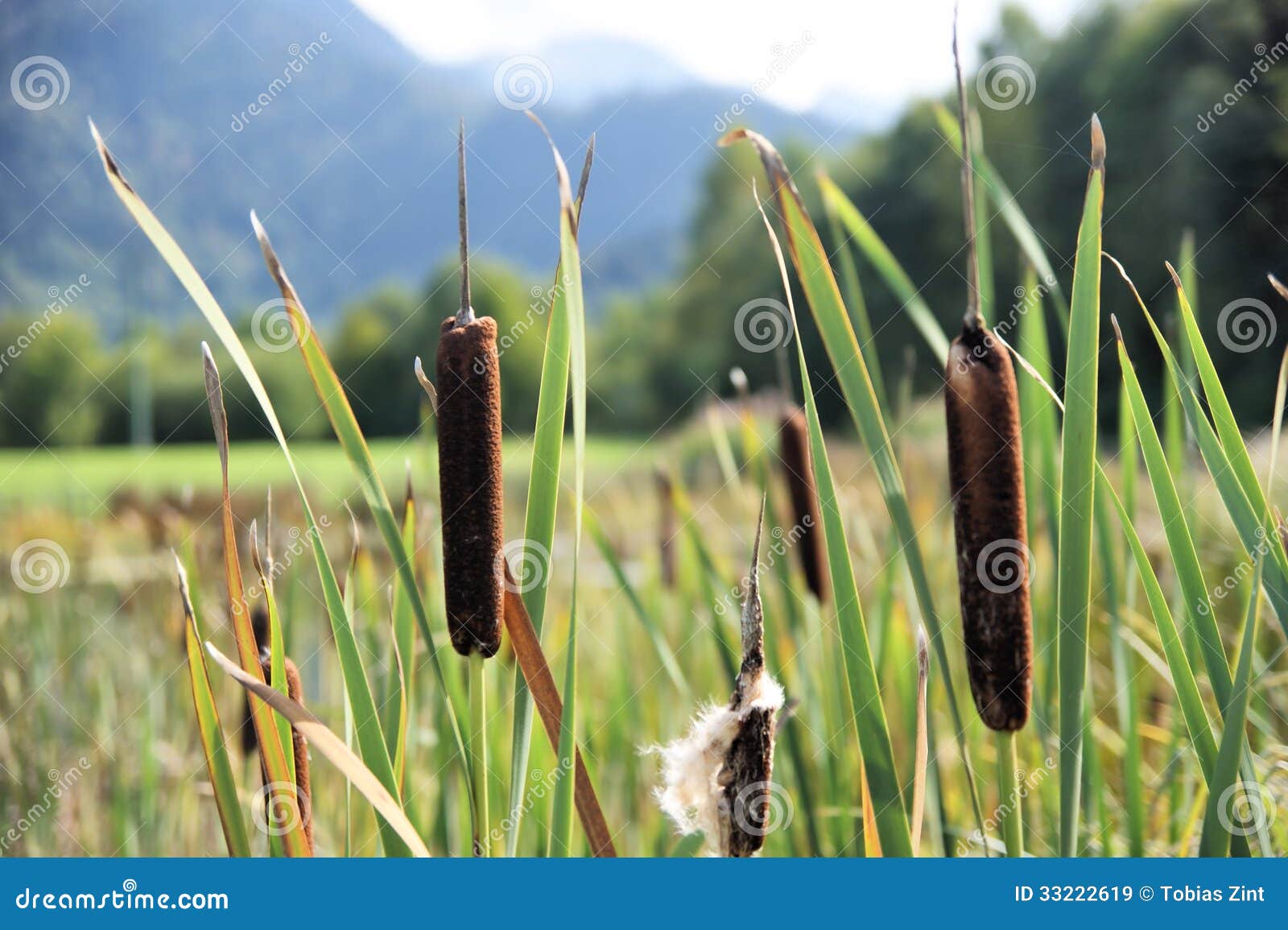 Reed stock image. Image of water, brown, green, grass - 33222619