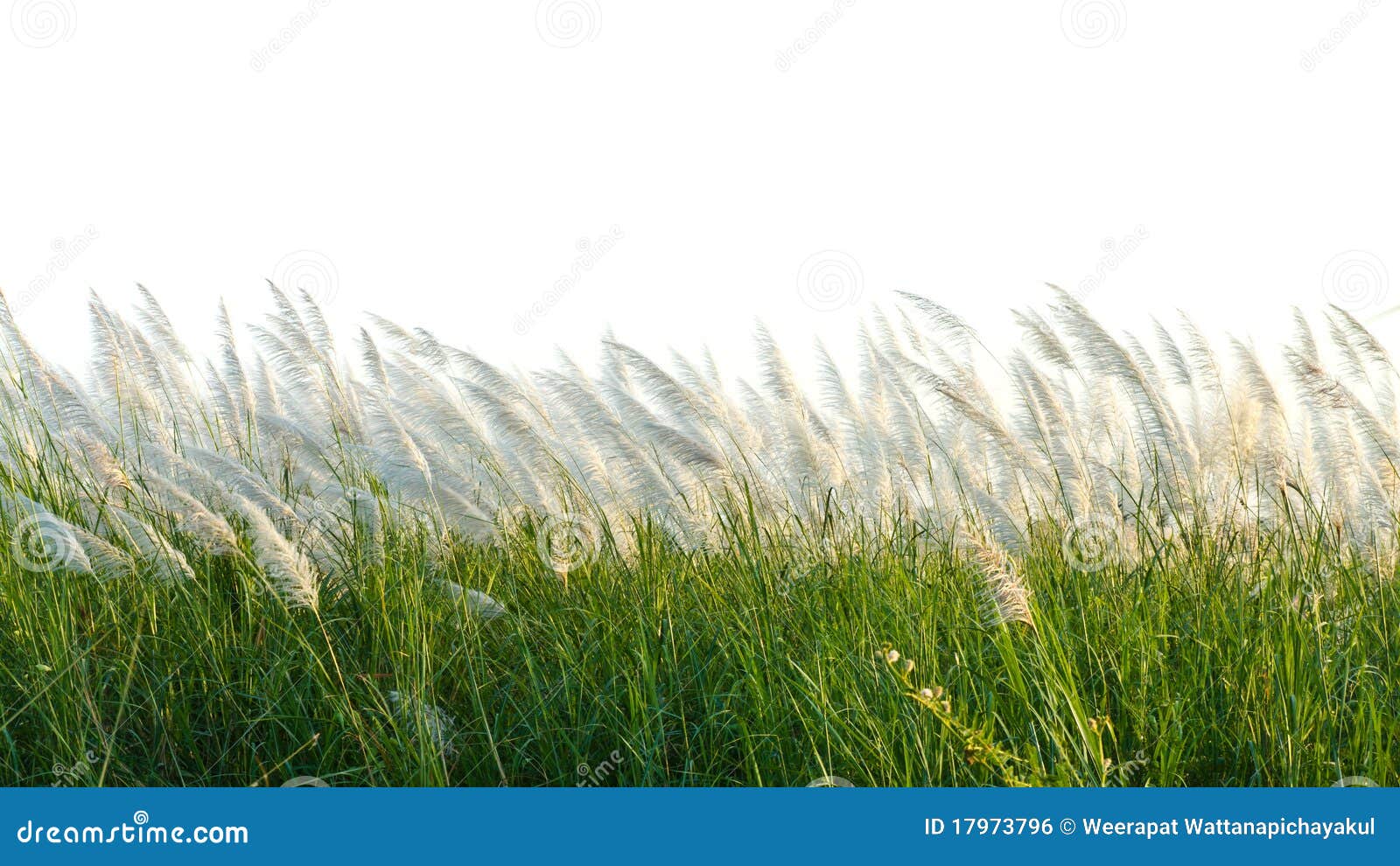 Reed field stock photo. Image of natural, plant, beautiful - 17973796