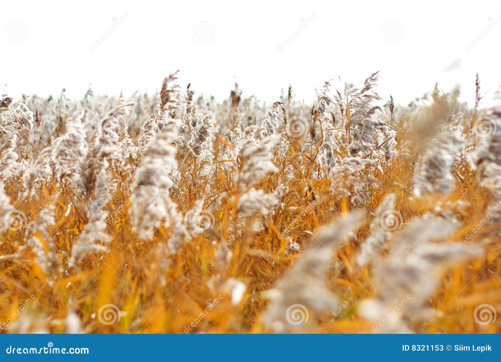 Reed Field Picture. Image: 8321153