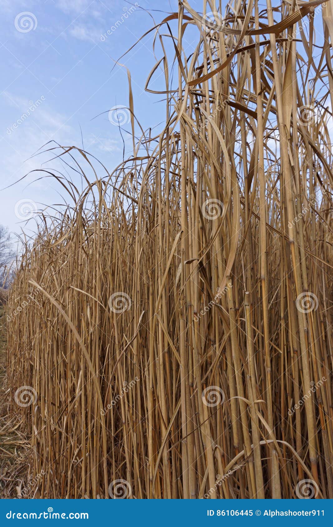 Reed field stock image. Image of nature, water, outdoor - 86106445