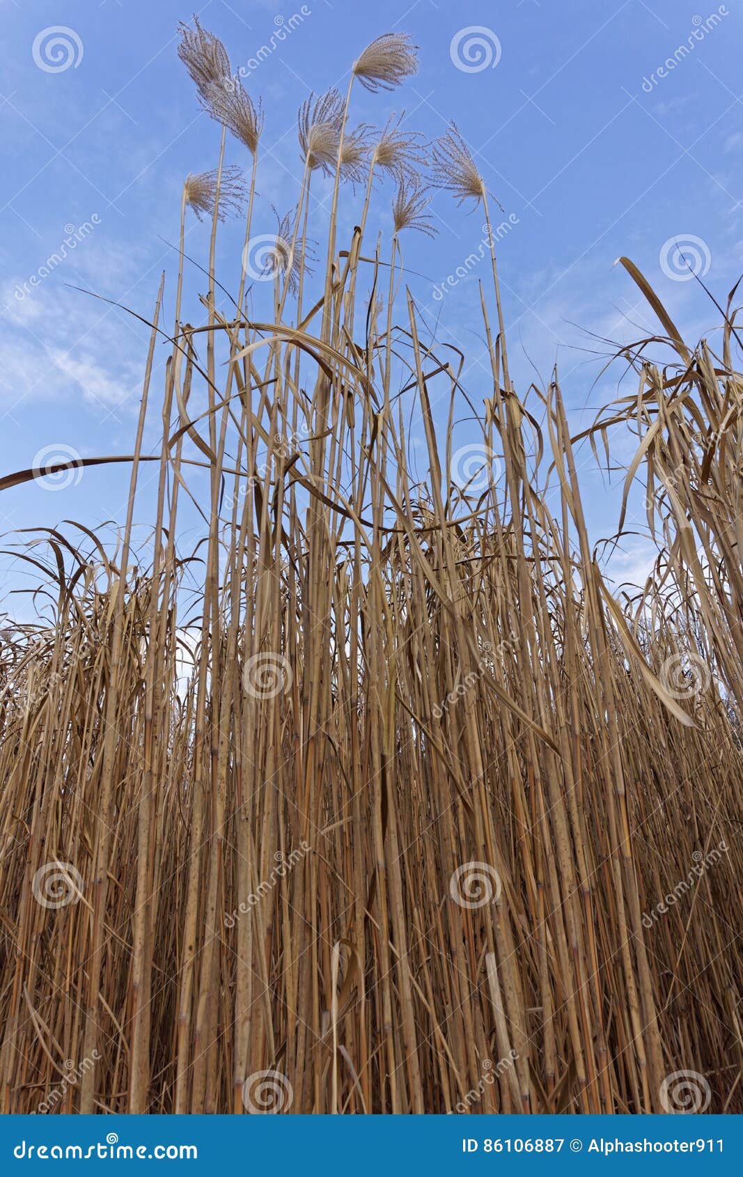 Reed field stock image. Image of rural, beautiful, plant - 86106887