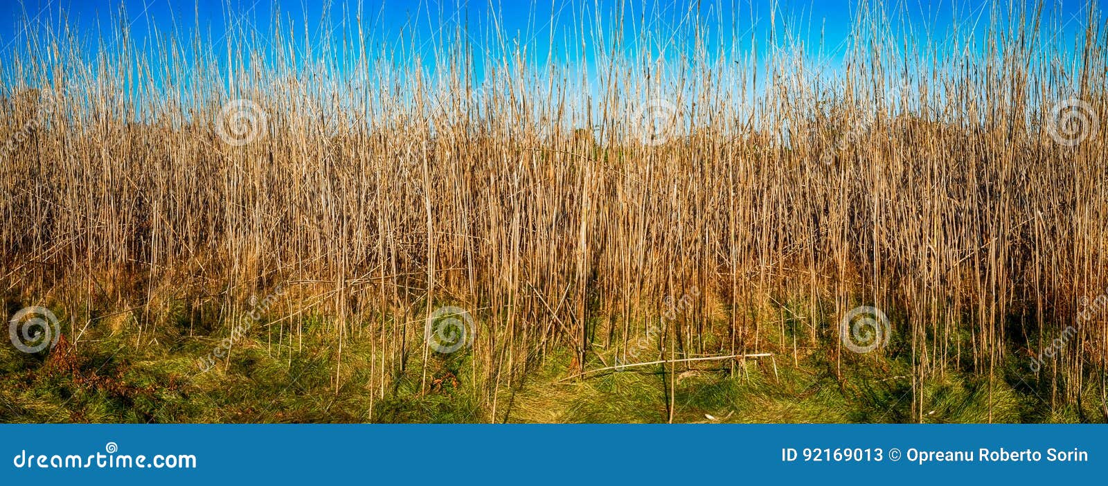 Reed field stock image. Image of flower, season, blue - 92169013