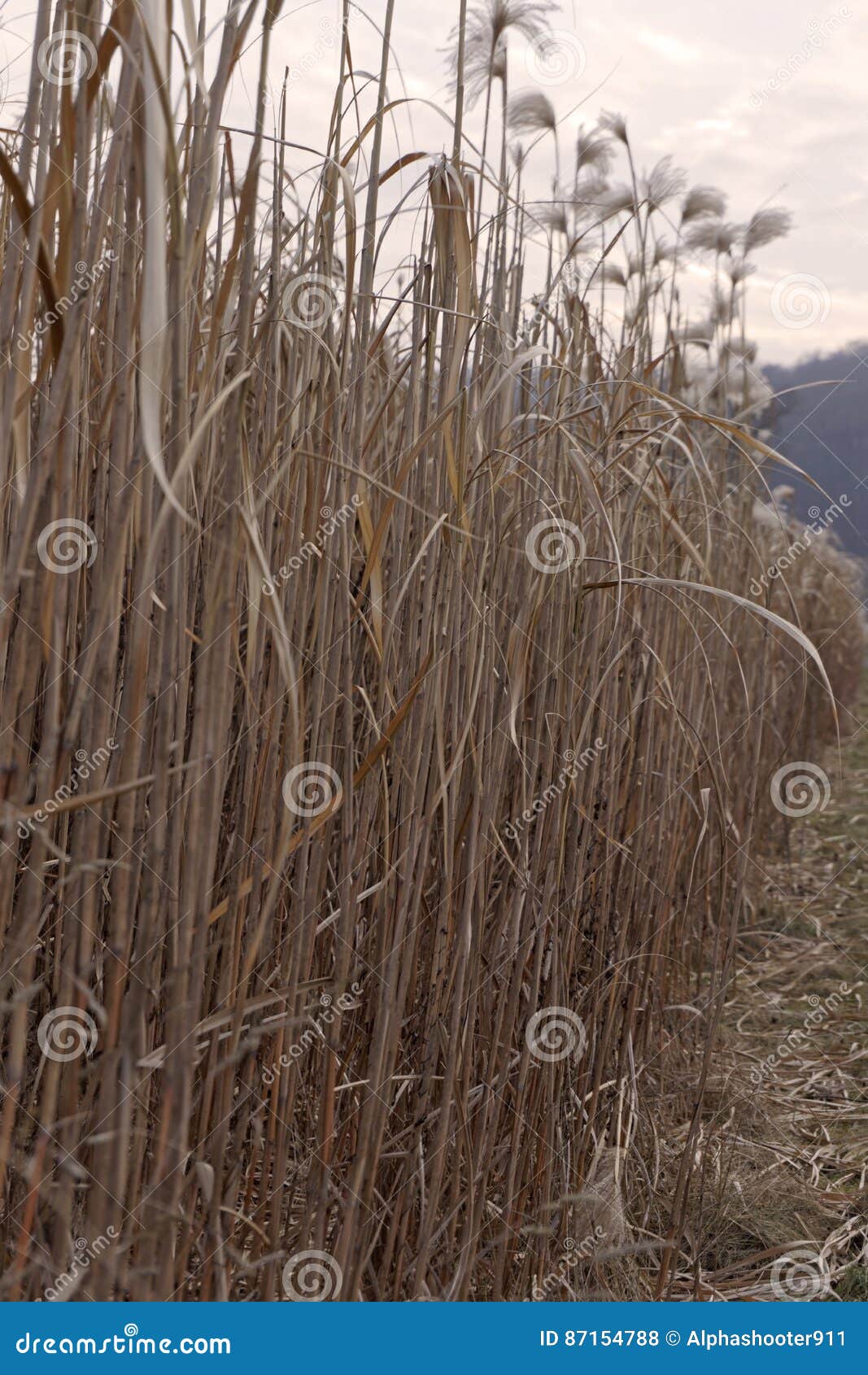 Reed Field Detail, Background Stock Photo - Image of outdoor, vertical ...