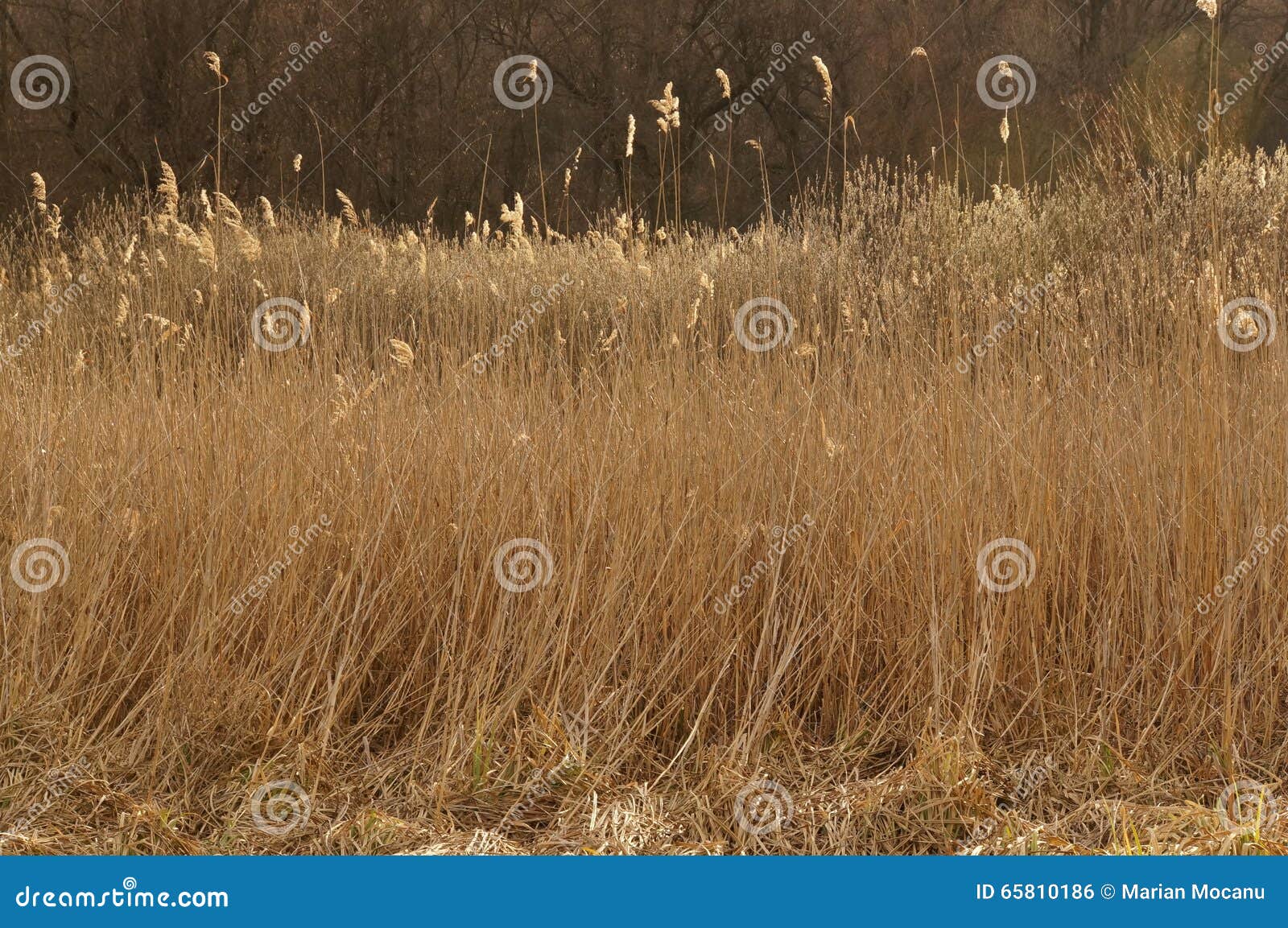 Reed field stock photo. Image of exotic, ecology, field - 65810186