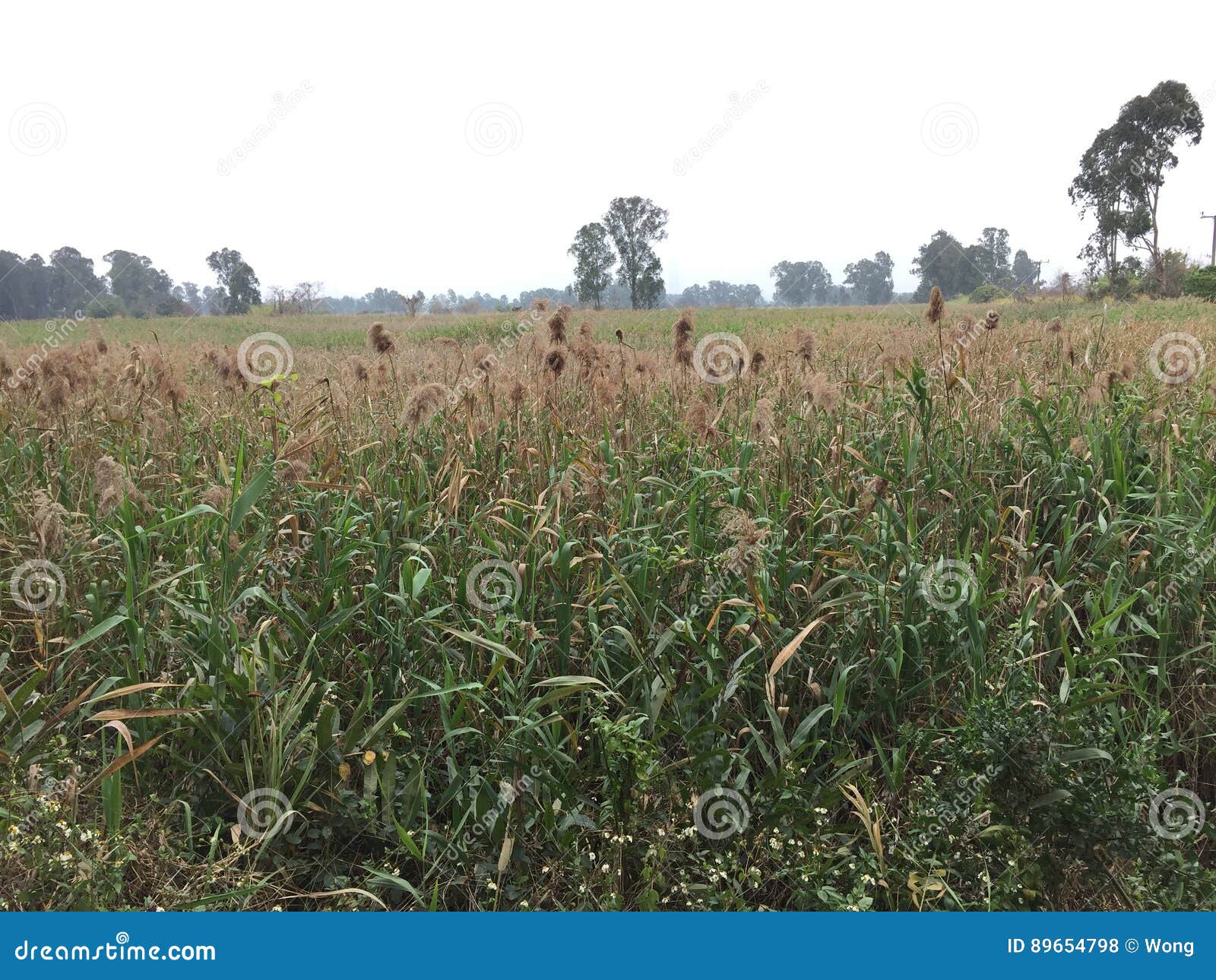 Reed stock photo. Image of field, land, shan, pure, cloudy - 89654798