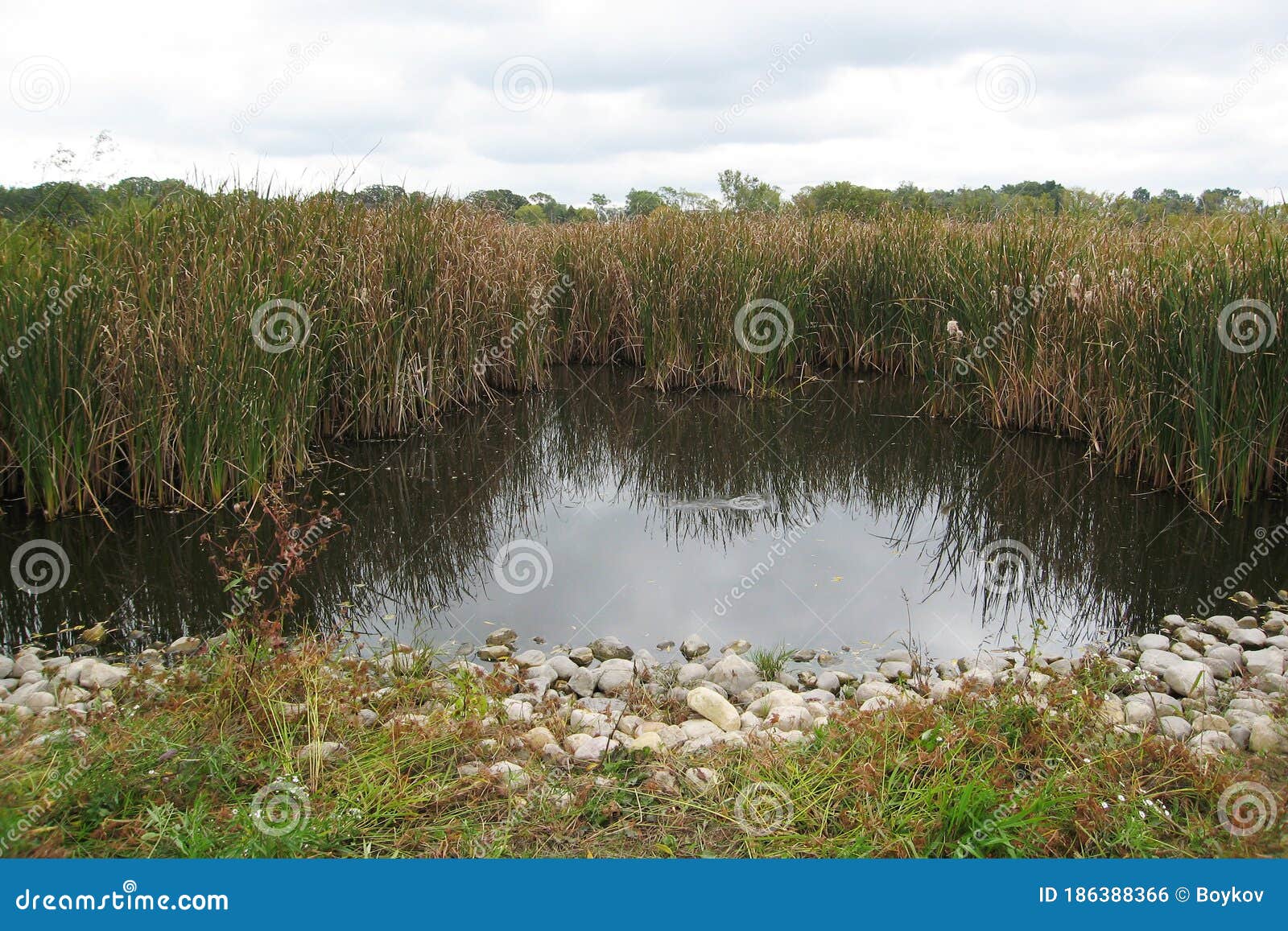 Reed field stock photo. Image of reed, summer, water - 186388366
