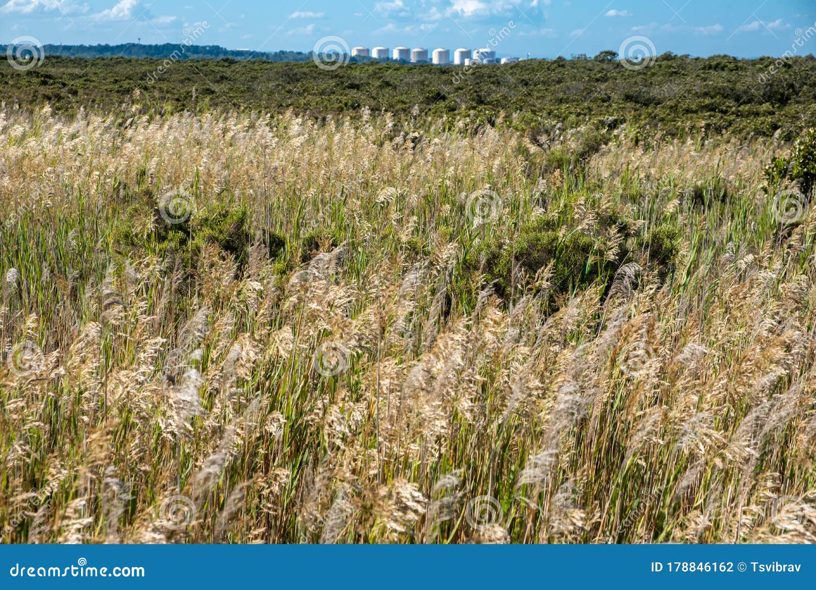 Reed Field with Silos on the Horizon. Stock Photo - Image of ...