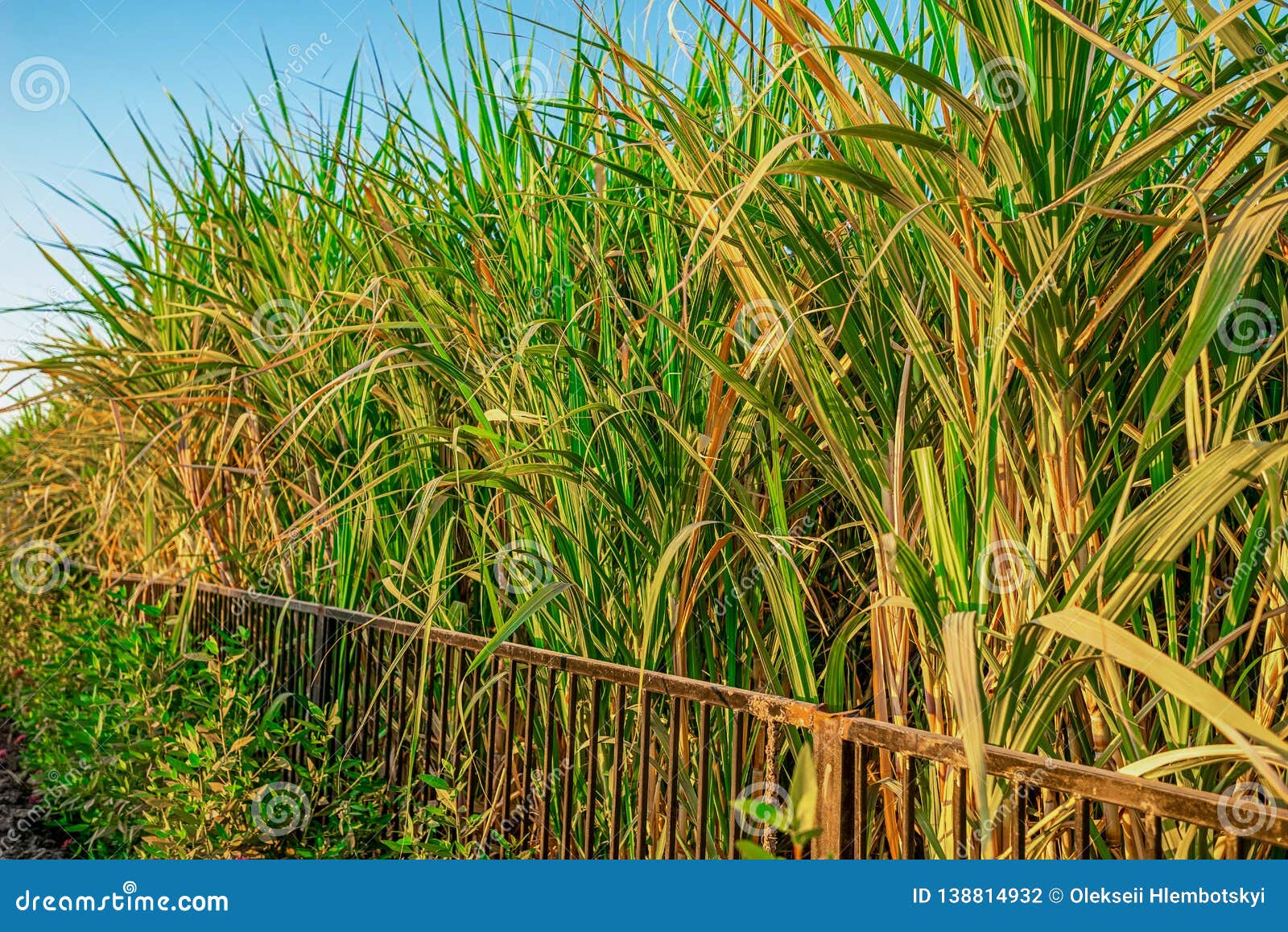 Reed on the Field in the Sunrise in Aswan Stock Photo - Image of ...