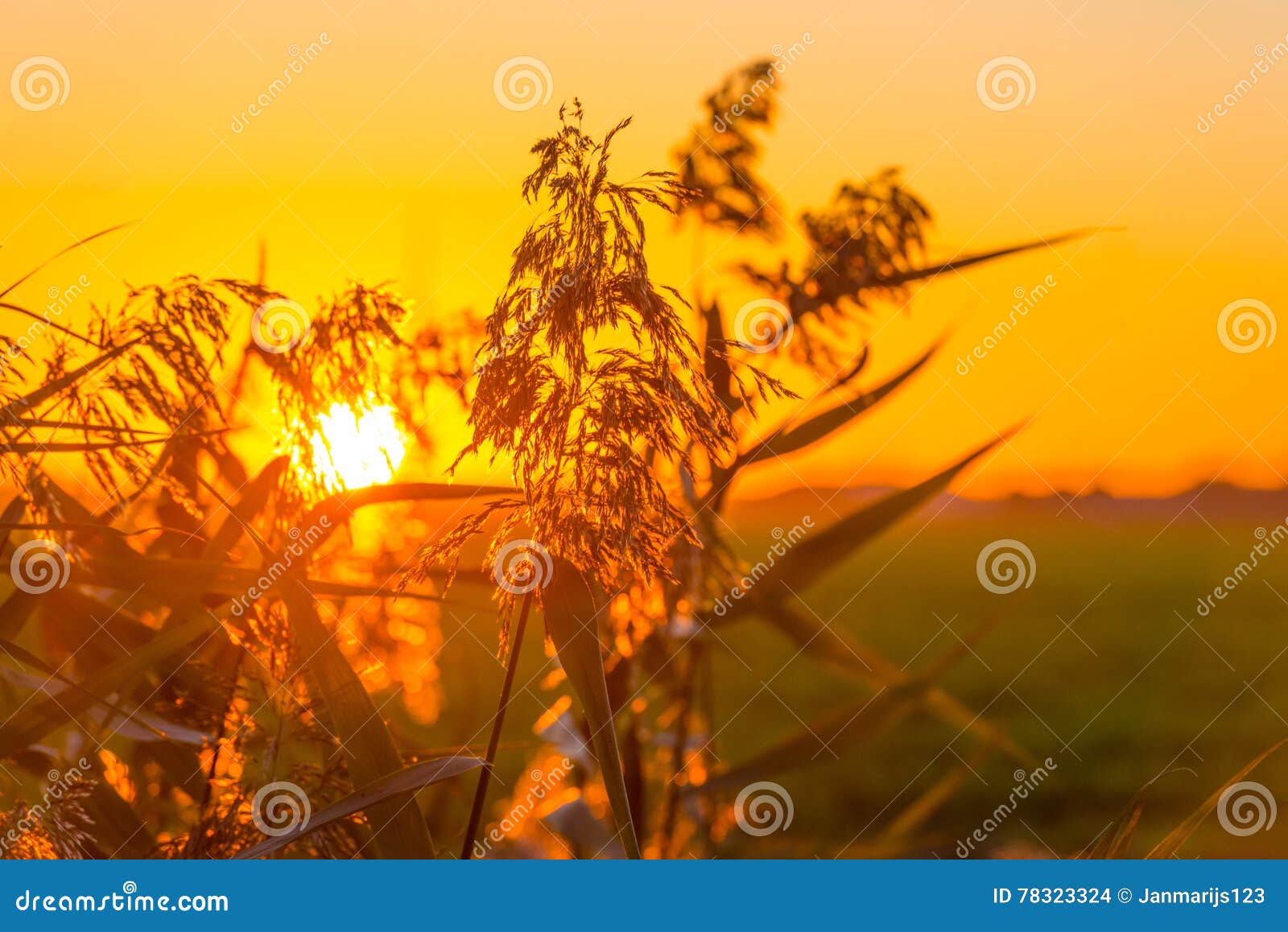 Reed in a field at sunrise stock photo. Image of almere - 78323324