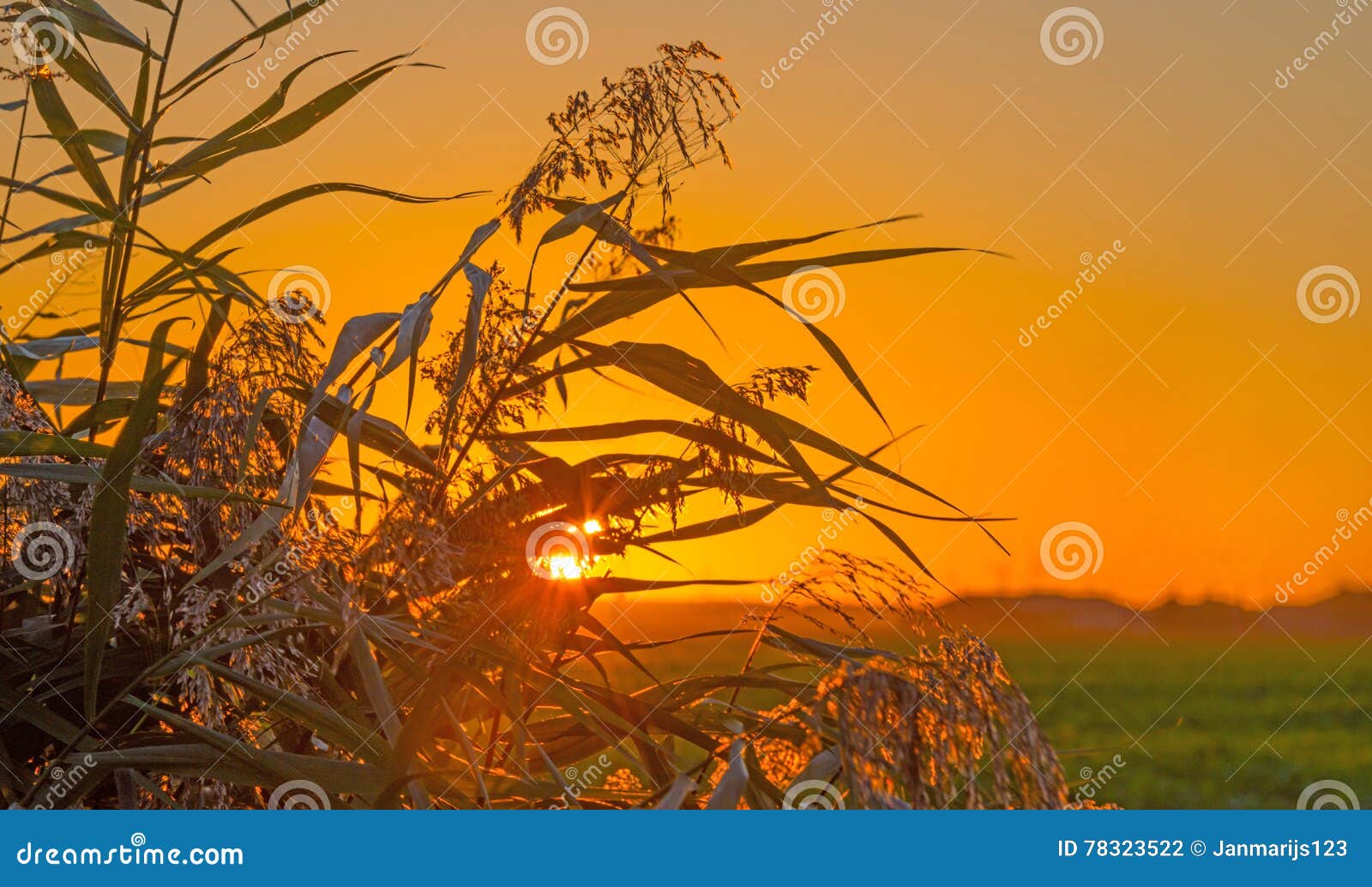 Reed in a field at sunrise stock photo. Image of flevoland - 78323522