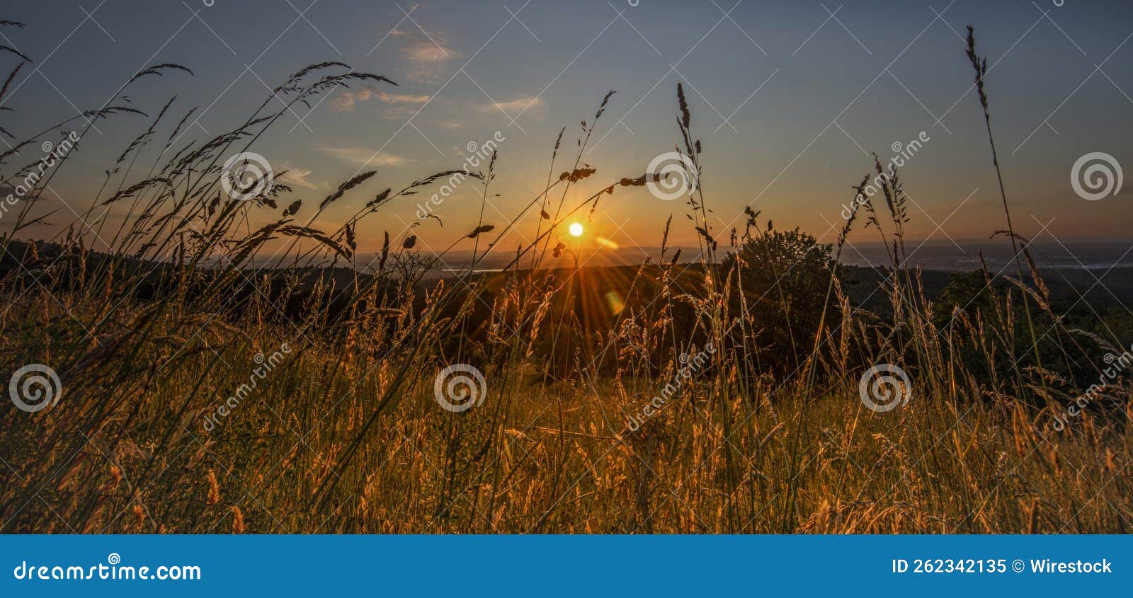 Reed field at sunset stock image. Image of field, evening - 262342135