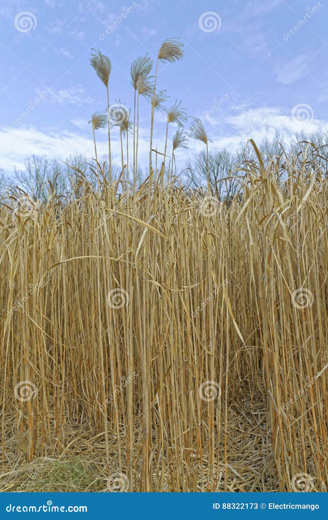 Reed stock image. Image of thatch, reed, farming, craft - 88322173