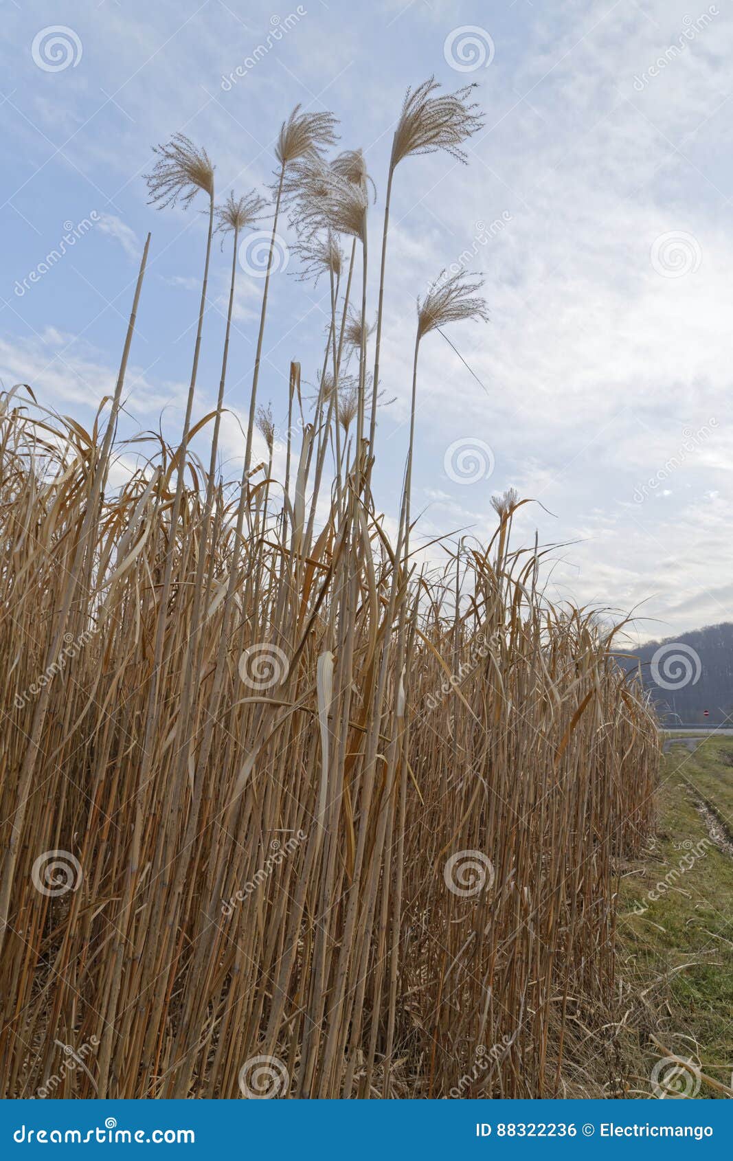 Reed stock photo. Image of house, grass, field, material - 88322236
