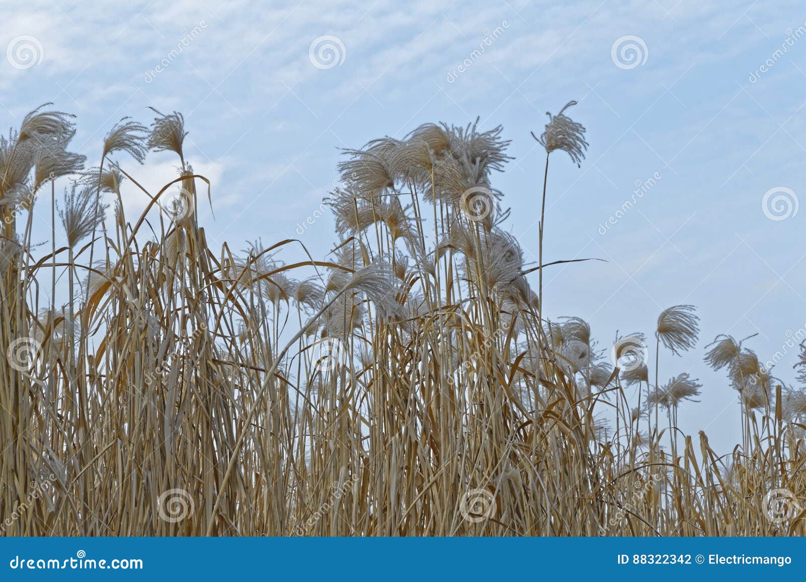 Reed stock photo. Image of thatch, thatching, climate - 88322342