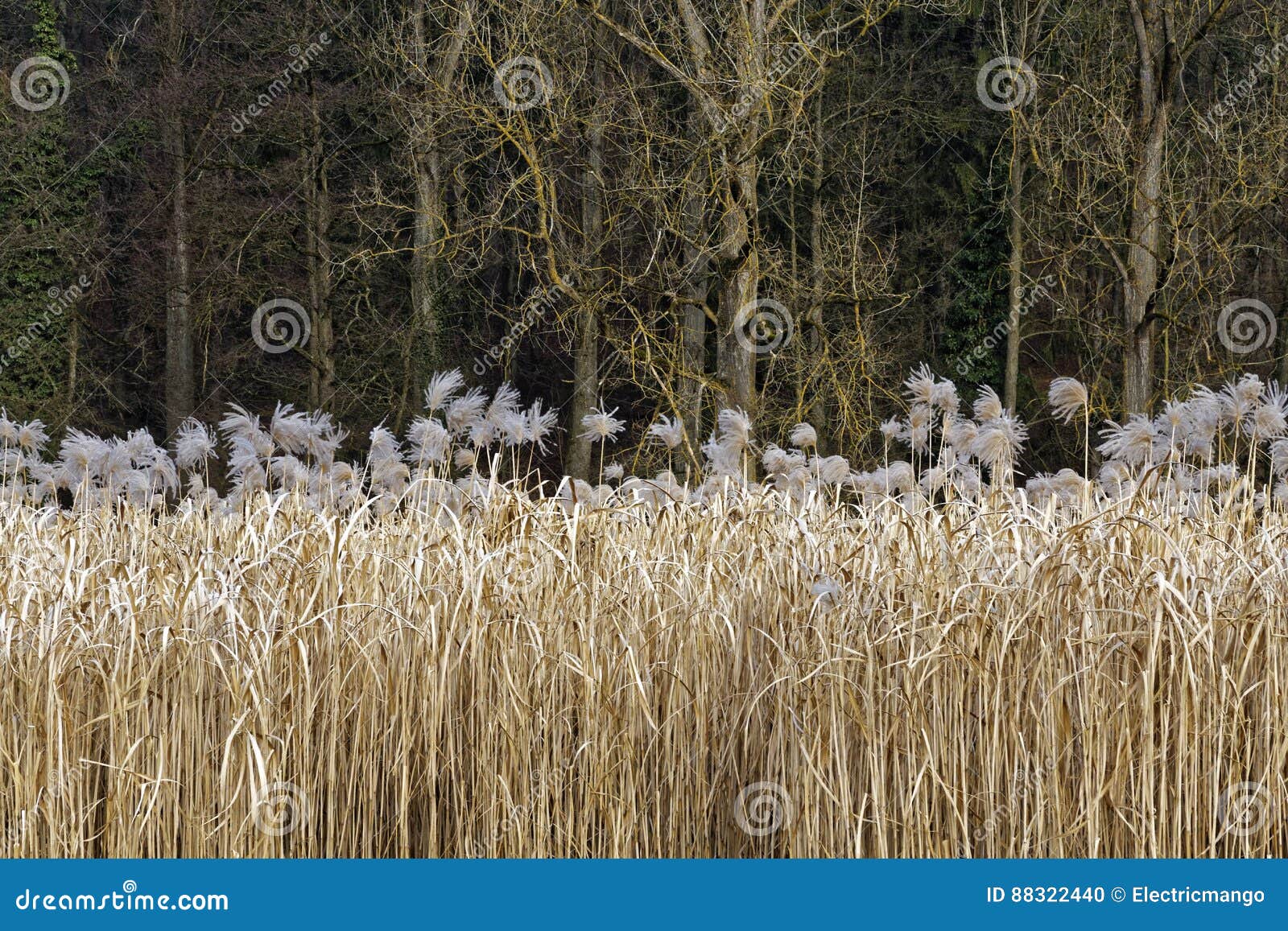 Reed stock photo. Image of reed, thatching, nature, house - 88322440