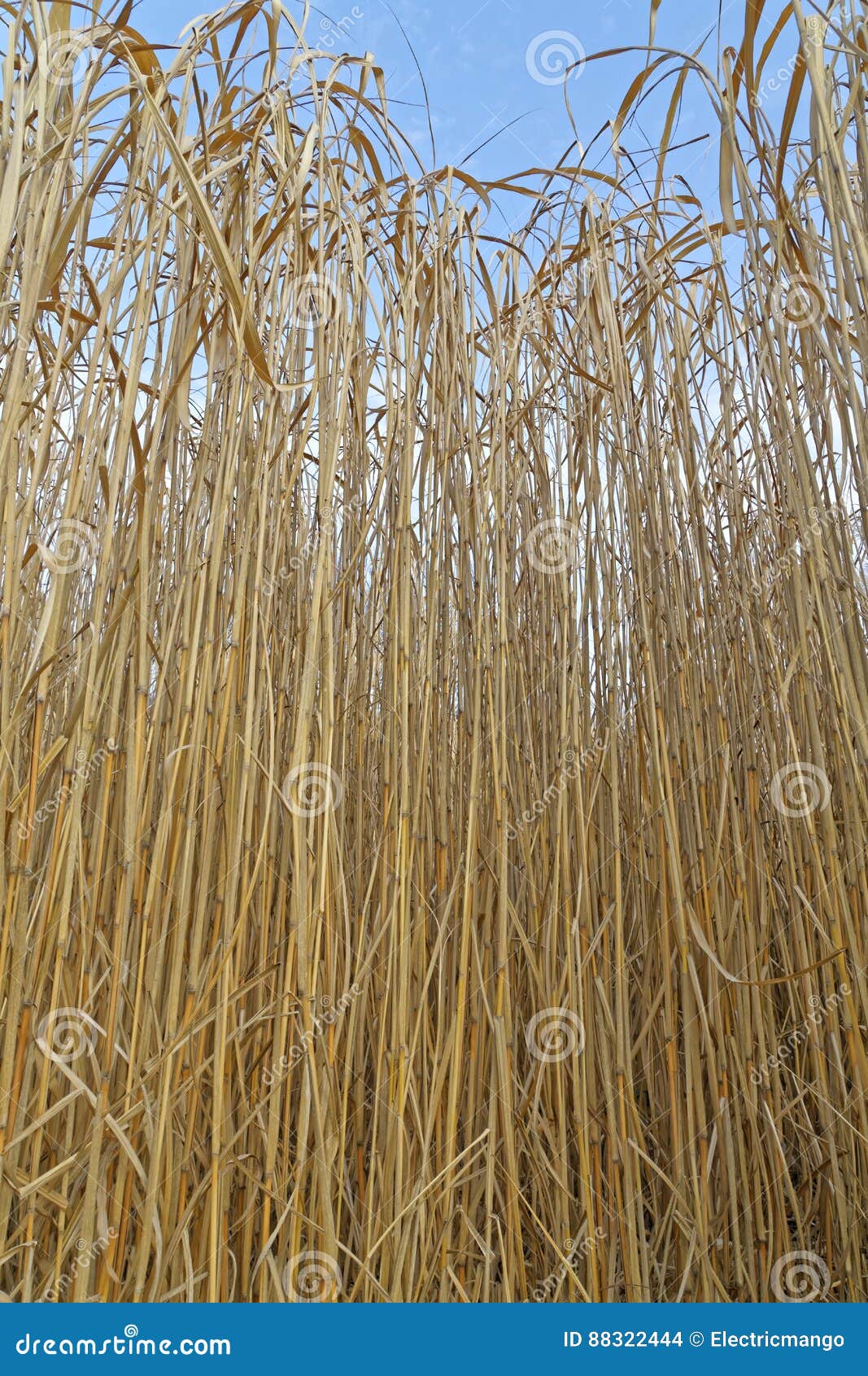Reed stock photo. Image of thatch, climate, thatching - 88322444