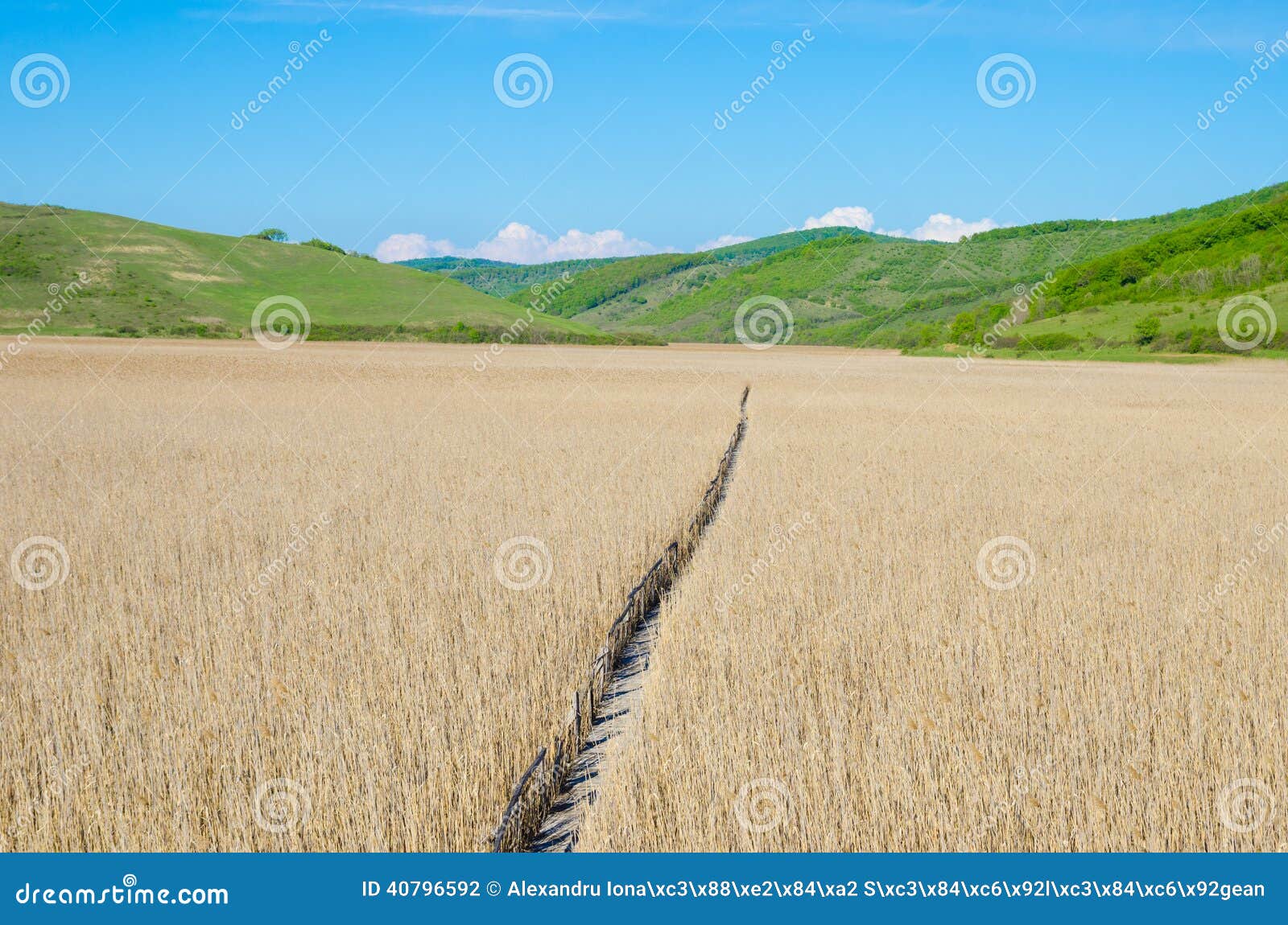 Reed Field with a Wood Path Stock Photo - Image of leading, heat: 40796592