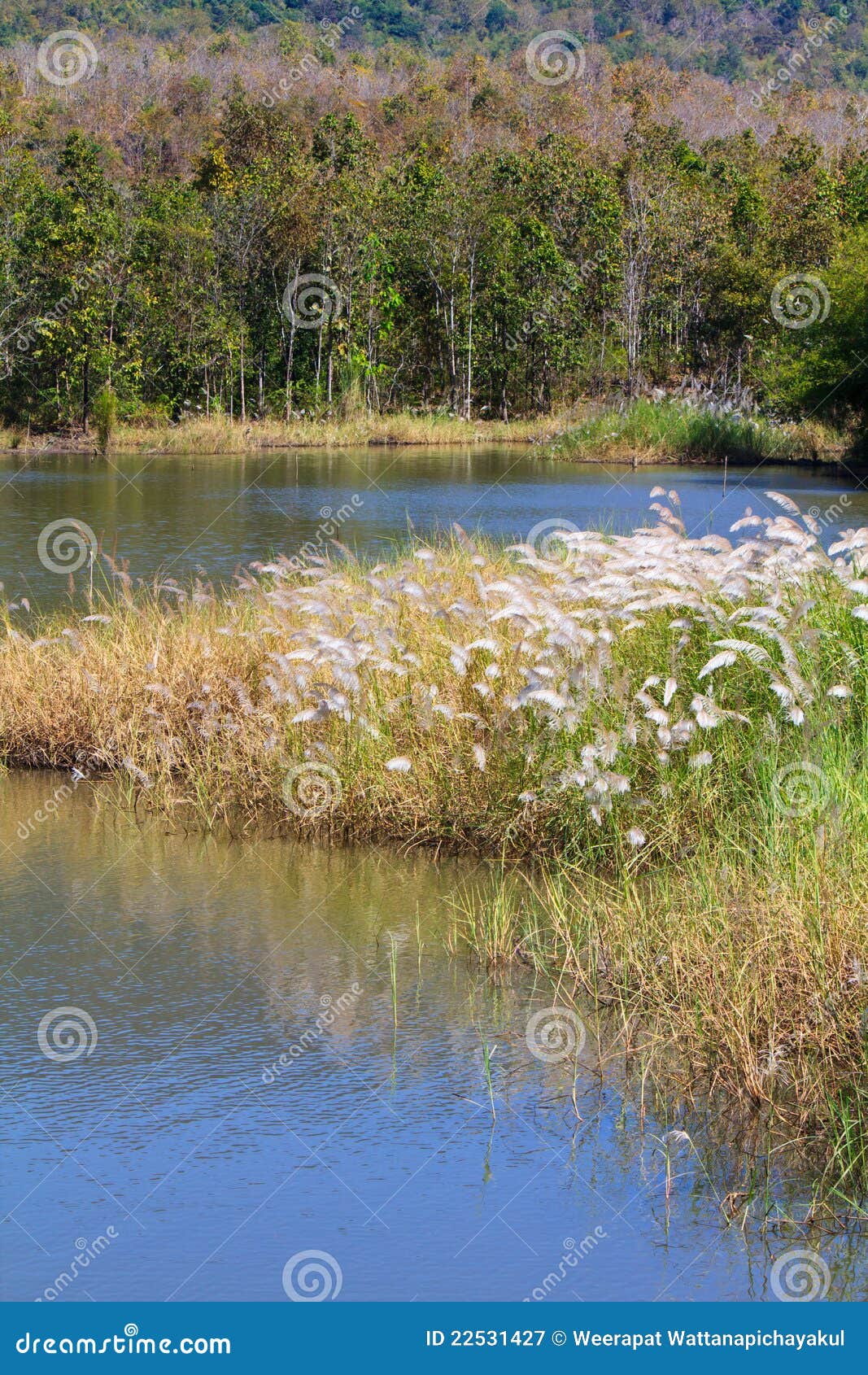 Reed fields stock image. Image of blooming, beautiful - 22531427