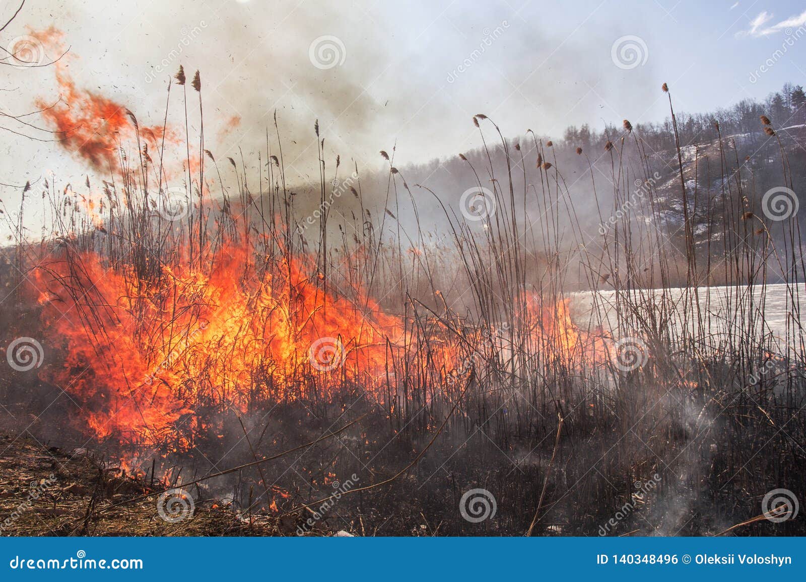 Reed on Fire.Natural Disaster.a Close Up of the Flame of Brushfire ...