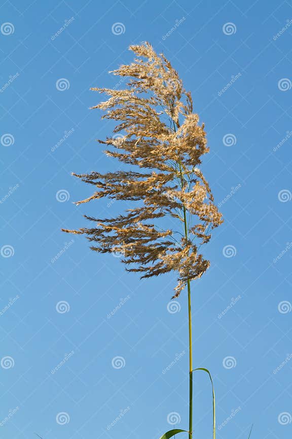 Reed flower stock photo. Image of blown, herbage, color - 28991570