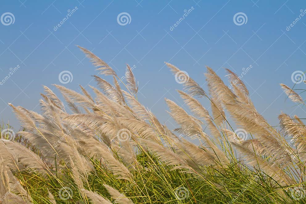 Reed flower stock image. Image of landscape, blown, color - 28992243