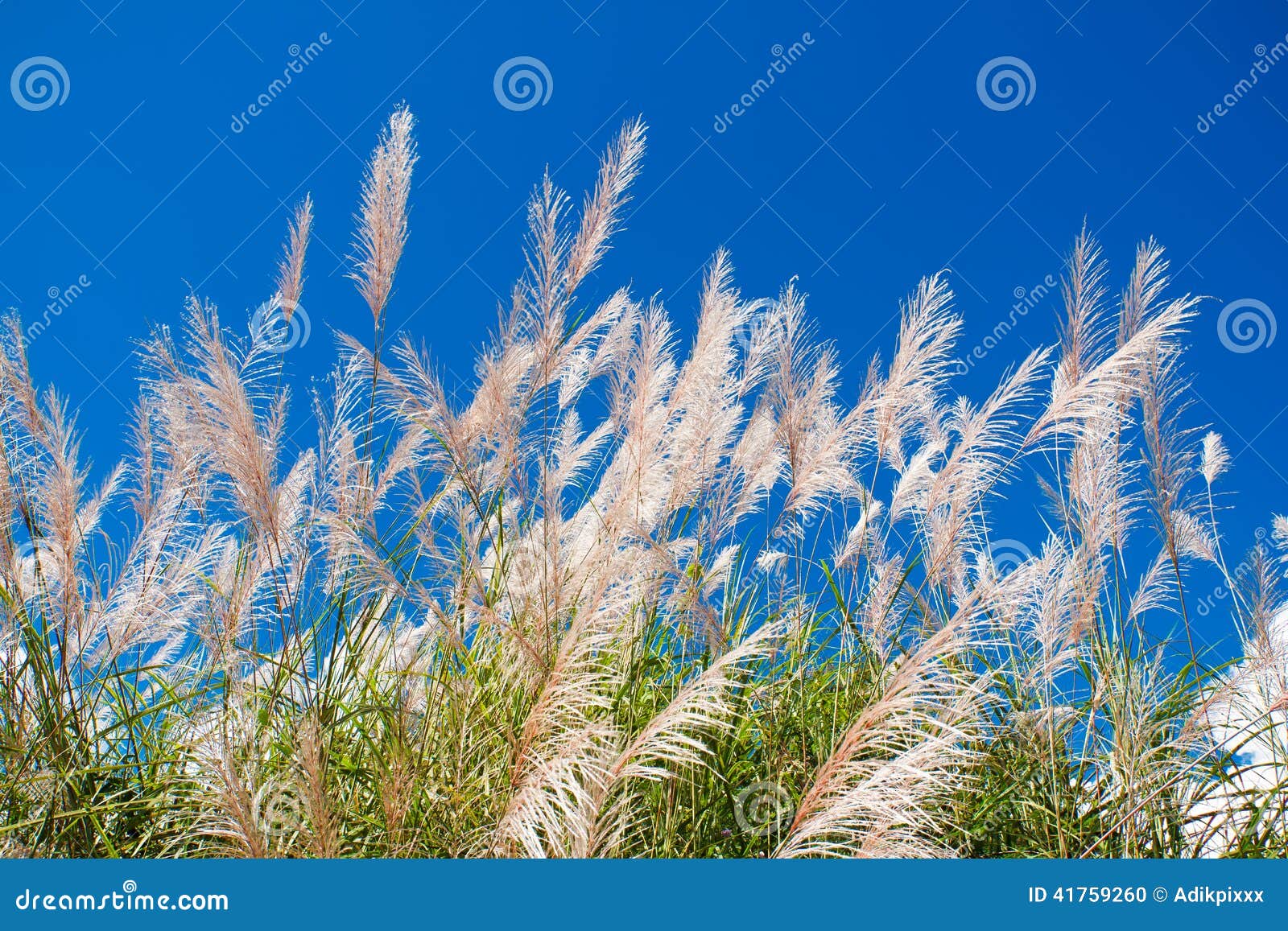 Reed flower stock photo. Image of beautiful, brown, farm - 41759260